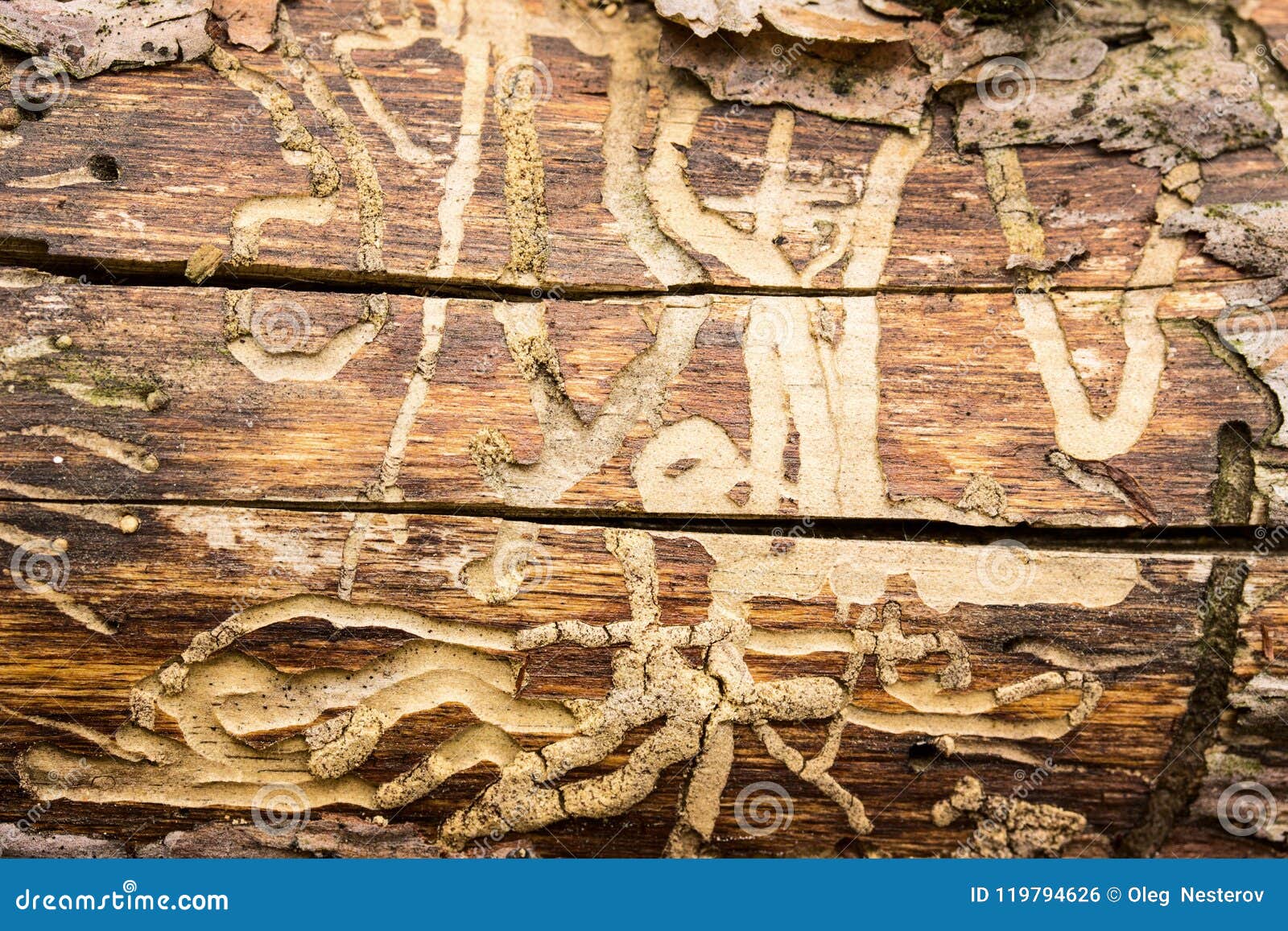 Texture of a Tree with Natural and Interesting Patterns Closeup Stock ...