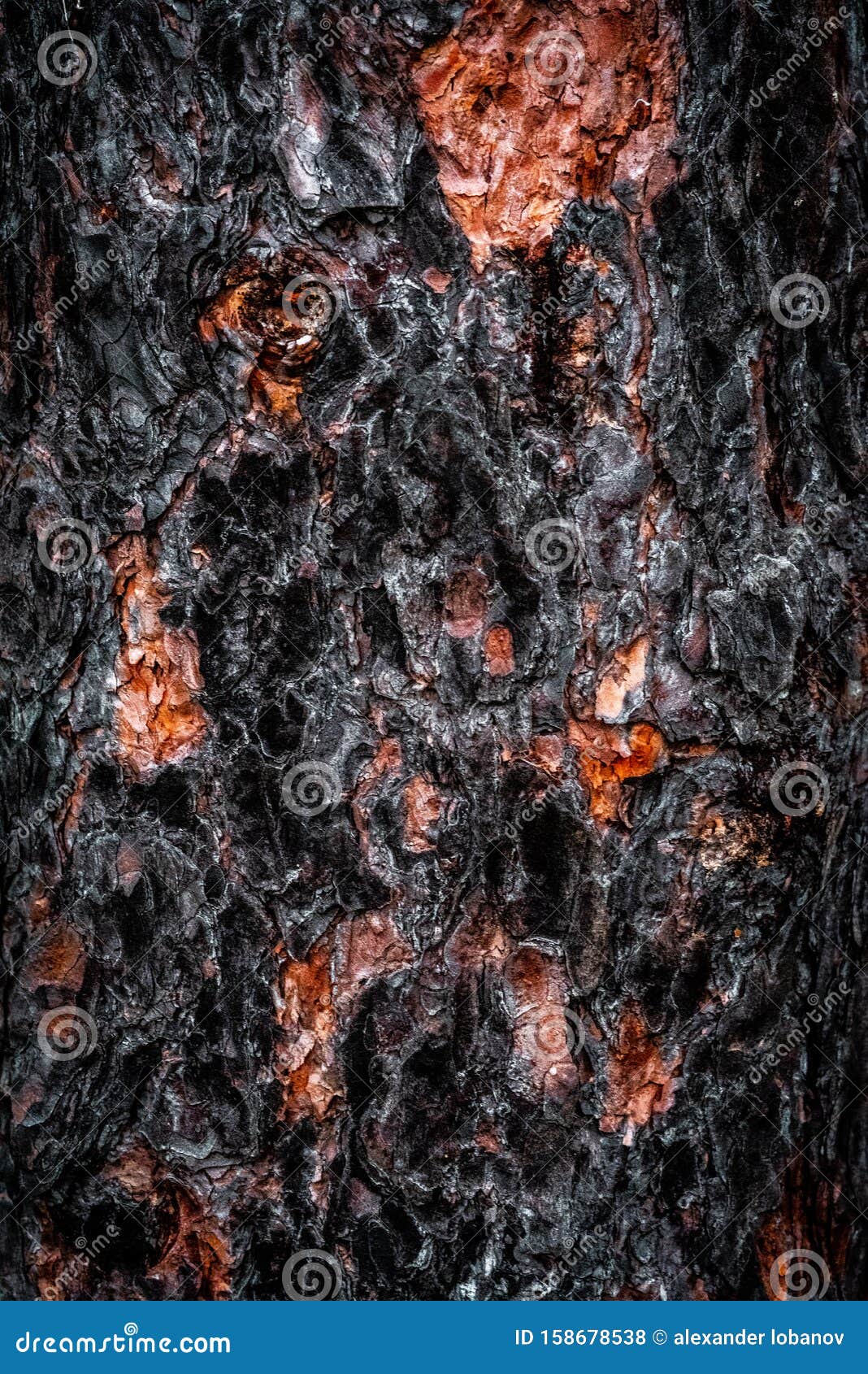 Texture stock photo. Image of desert, patern, tree, cinematic - 158678538