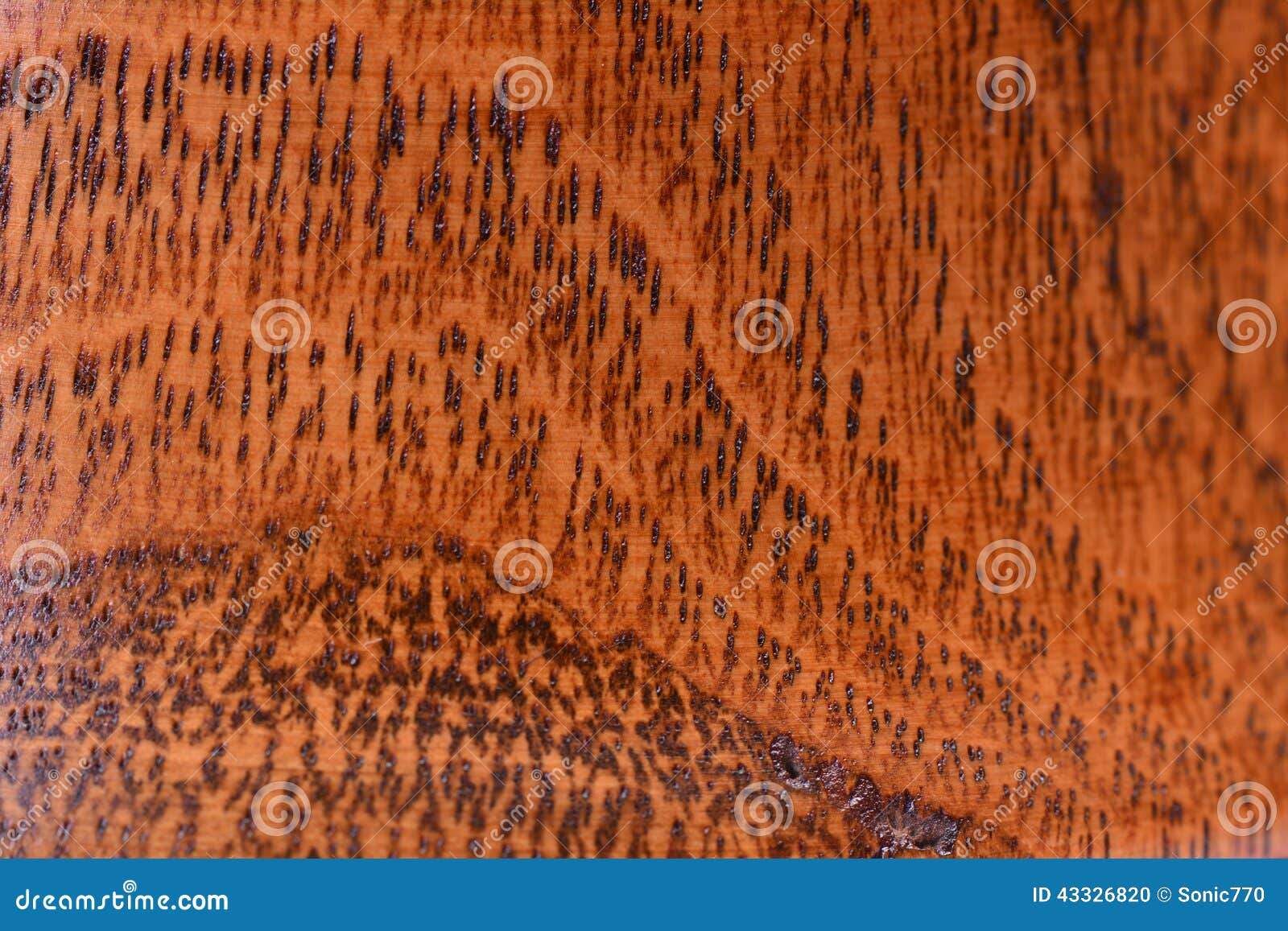 Texture tree plum stock photo. Image of texture, copy - 43326820