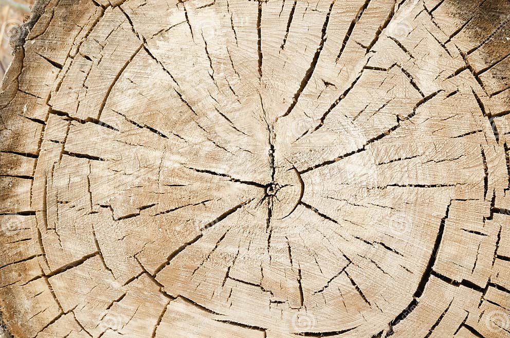 Texture of the Tree Rings in the Section. Stock Image - Image of rings ...