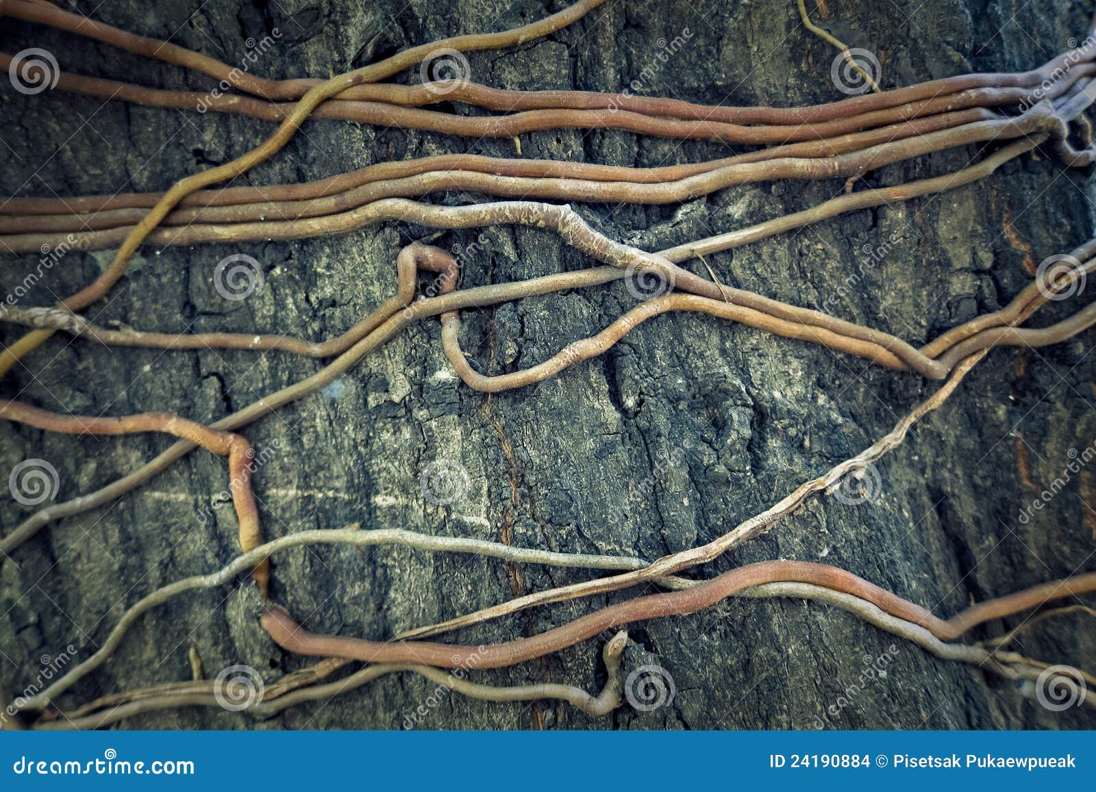 Texture Tree Root stock photo. Image of deciduous, cross - 24190884