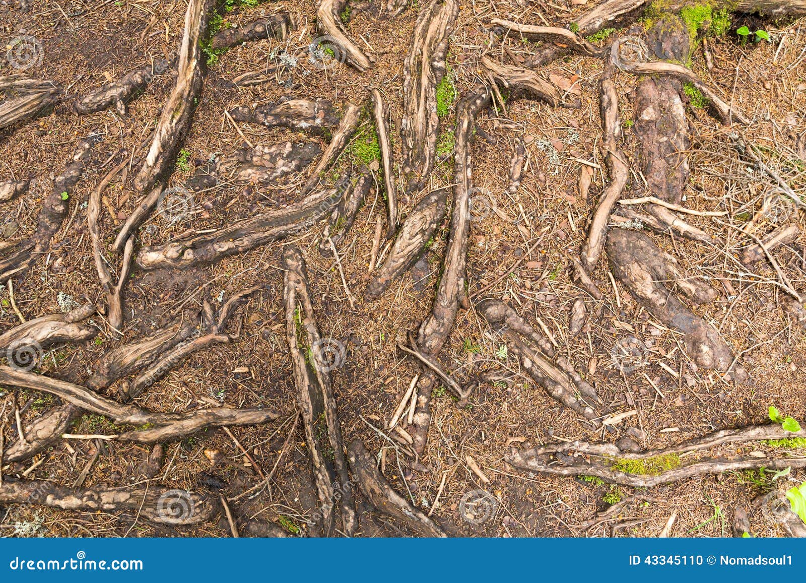 Texture of Tree Roots in the Forest Stock Photo - Image of dirt, life ...