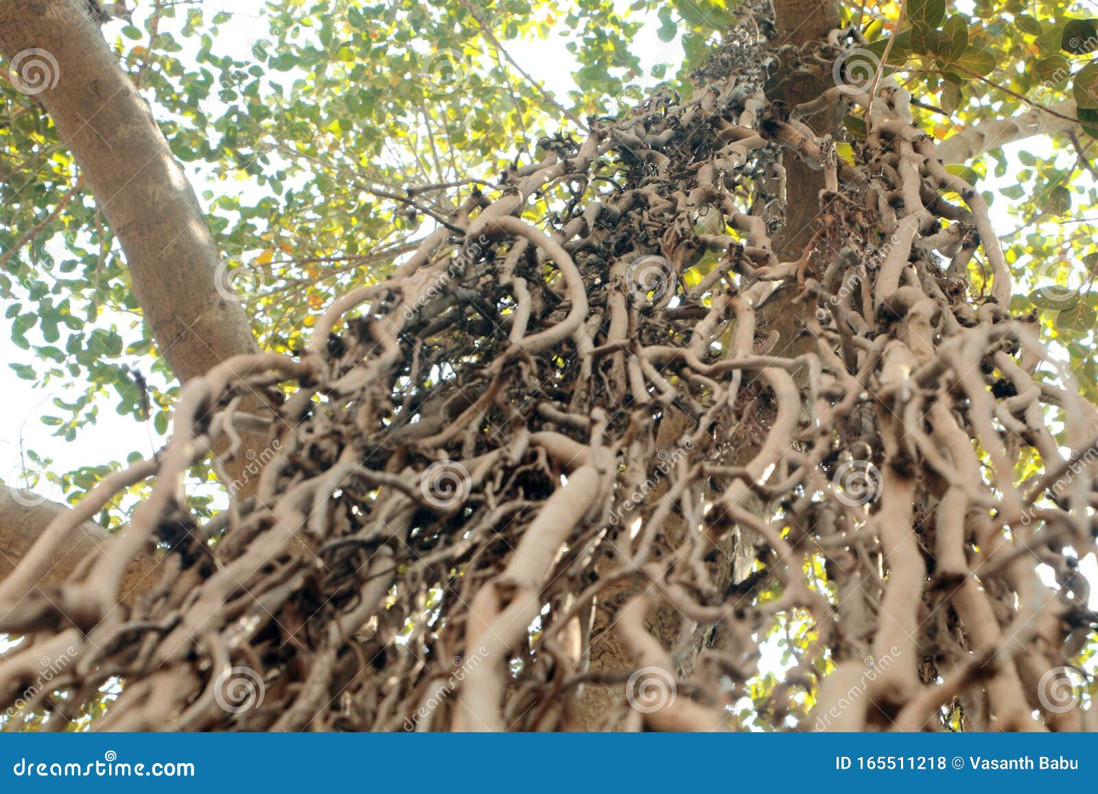 Texture of Tree Roots. the Natures Detail Stock Photo - Image of ...