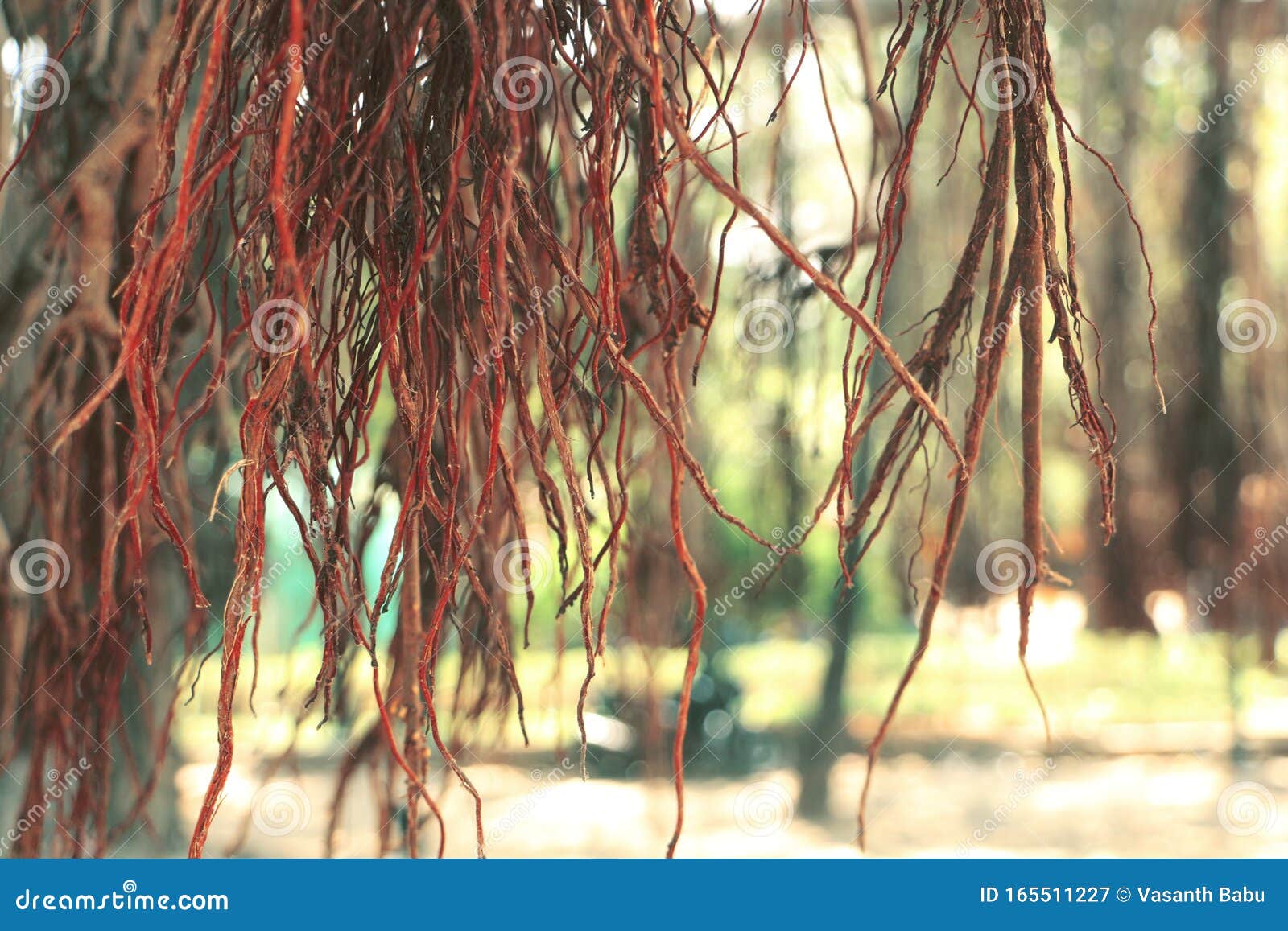 Texture of Tree Roots. the Natures Detail Stock Image - Image of ...