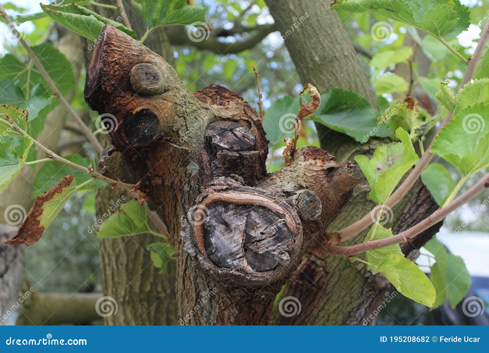 The Texture of the Tree S Body Stock Photo - Image of body, texture ...