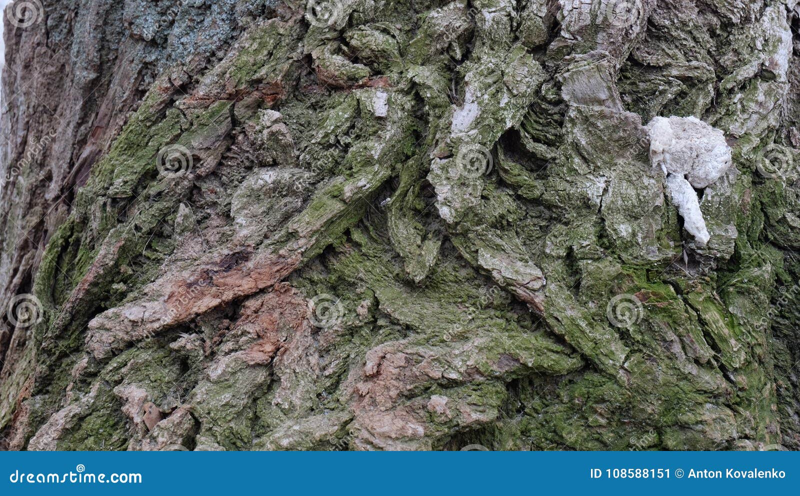 The Texture of the Tree`s Crust with a Deep Pattern. Stock Image ...