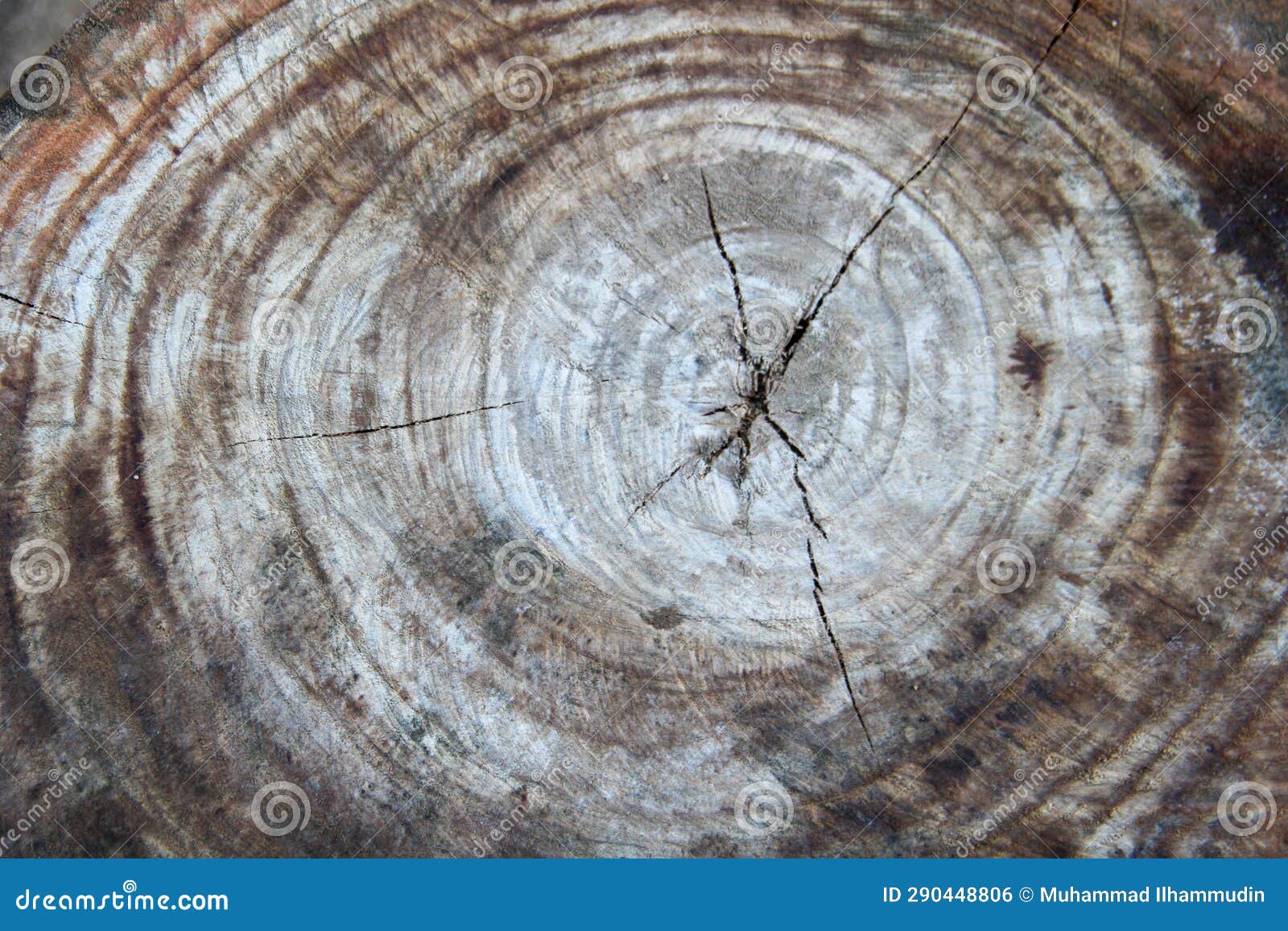 The Texture of the Tree& X27;s Inner Content from a Tree Cut Stock ...