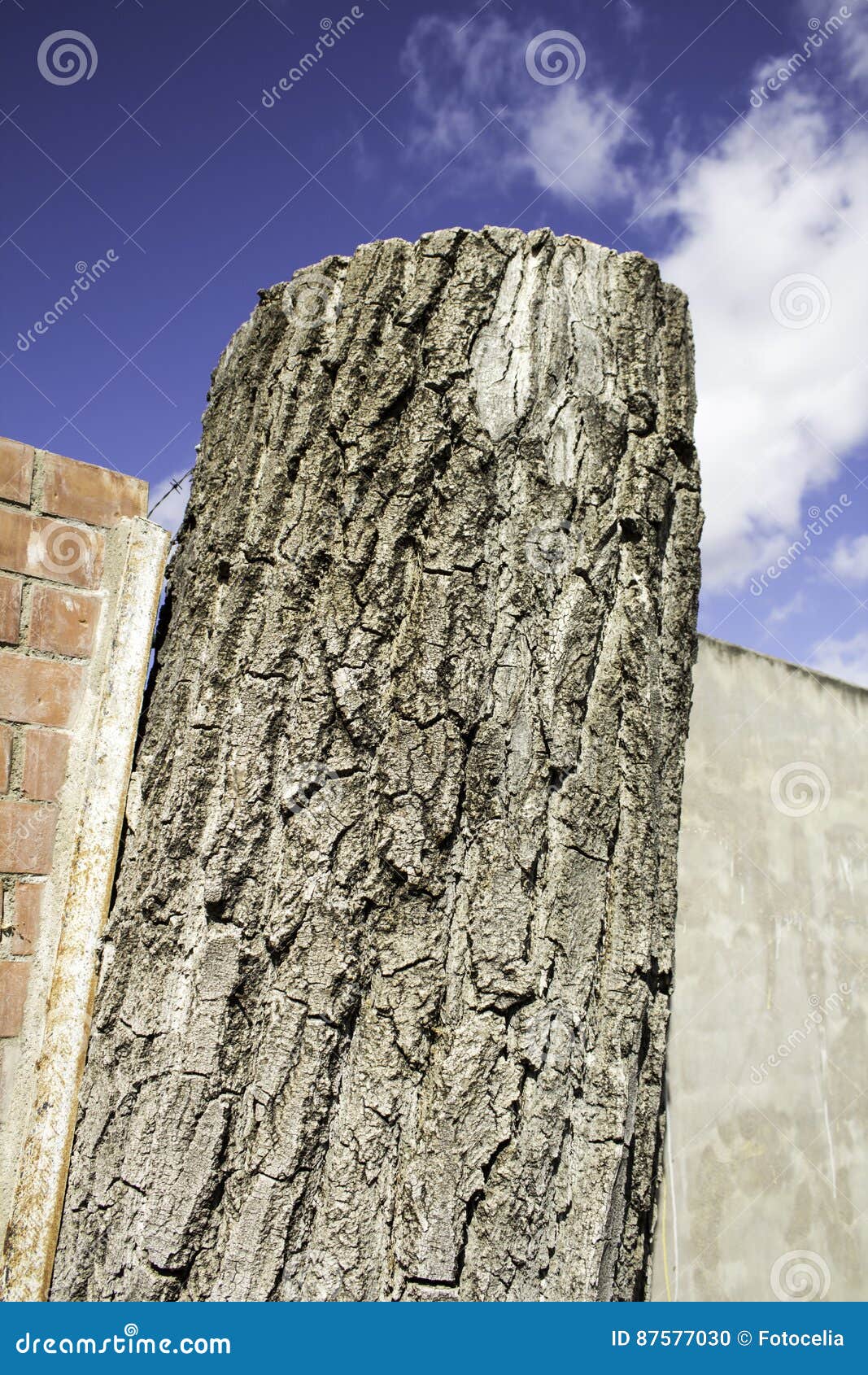 Texture of tree stock photo. Image of abstract, detail - 87577030