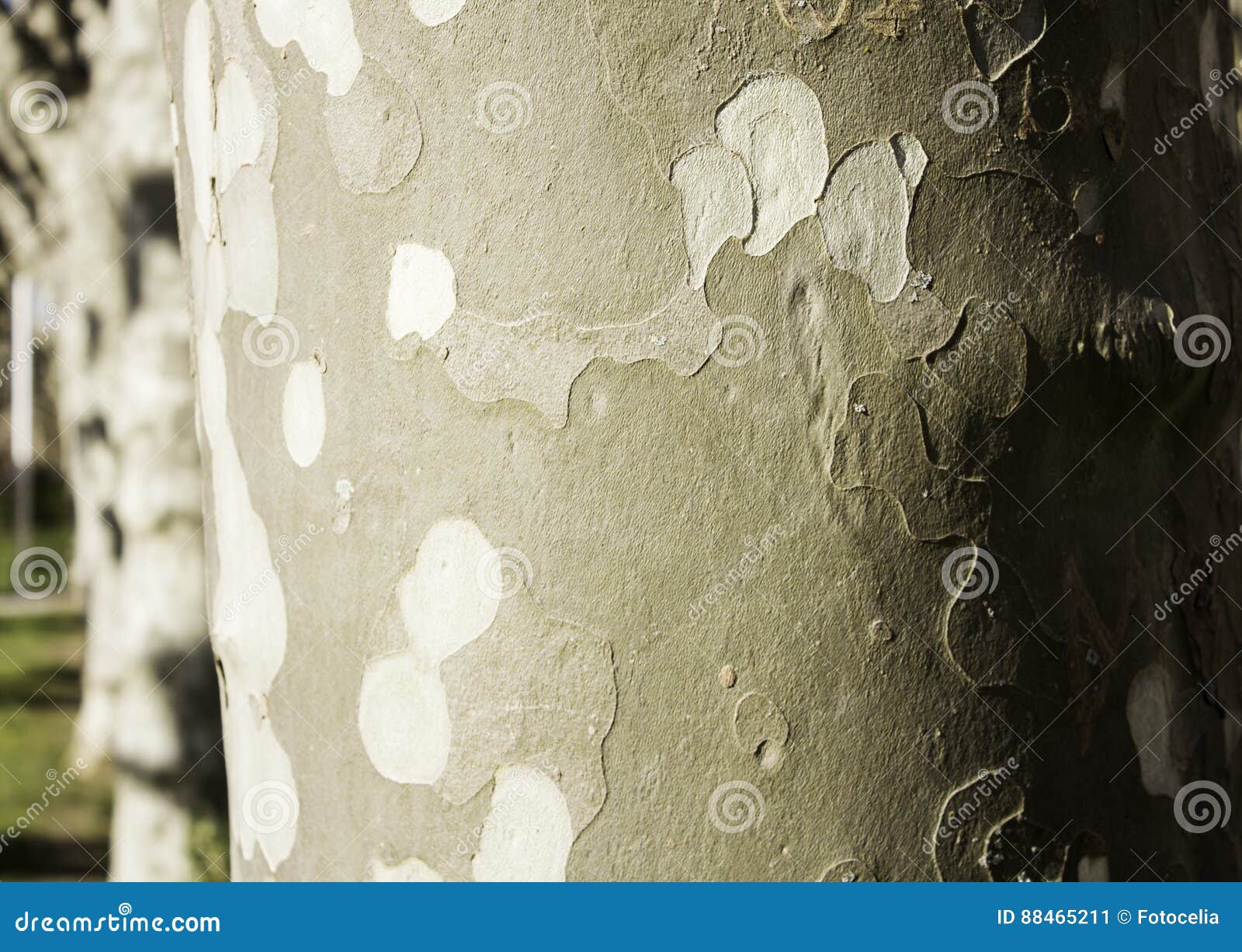 Texture of tree stock image. Image of abstract, organic - 88465211