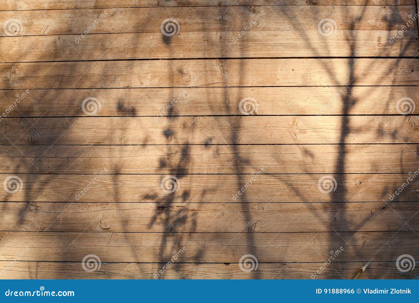 Texture of a Tree with a Shadow a Plant. Stock Photo - Image of ...