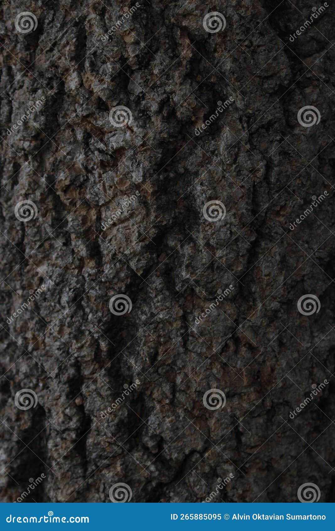 The Texture of the Tree Skin in the Park during Daytime Stock Image ...