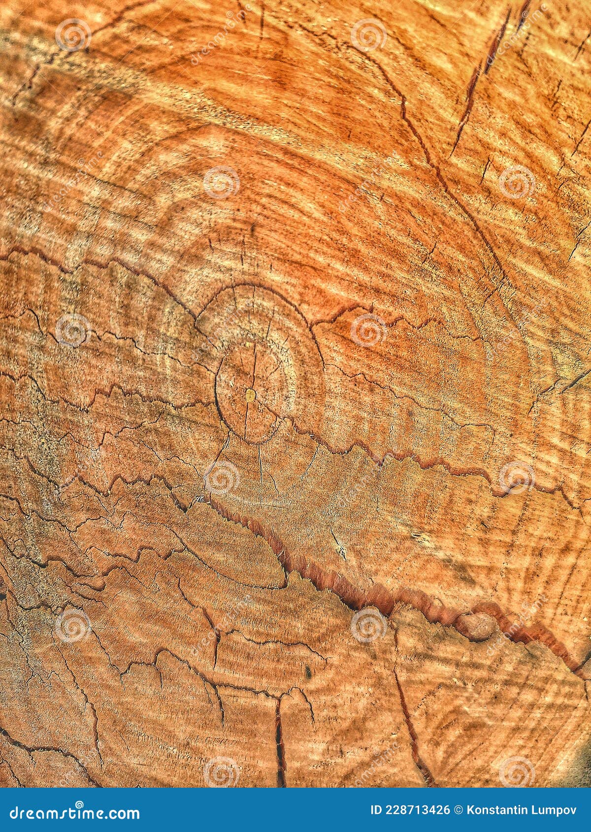 The Texture of the Tree on the Slice Stock Photo - Image of nature ...