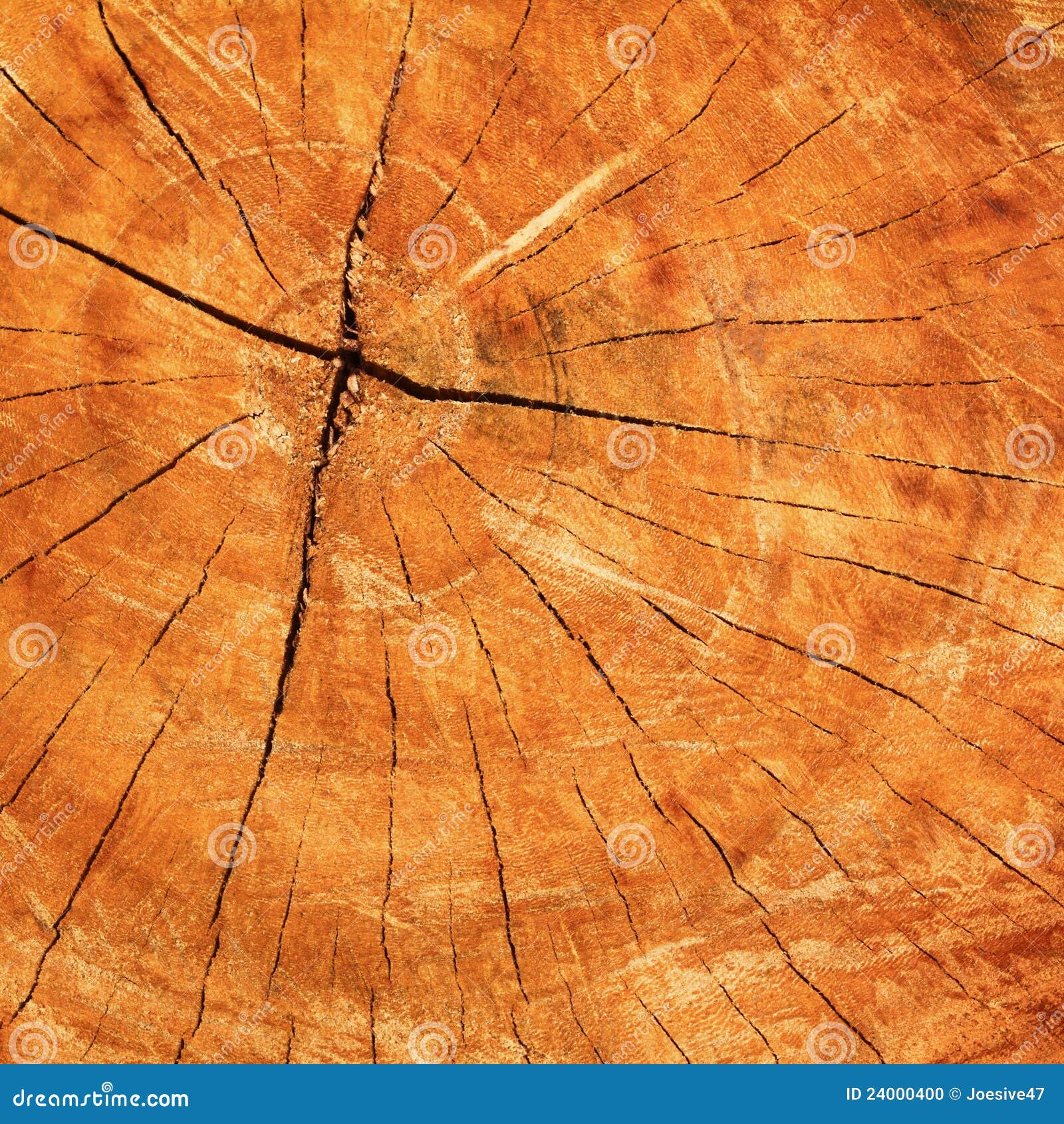 Texture of tree stump stock photo. Image of plank, dead - 24000400