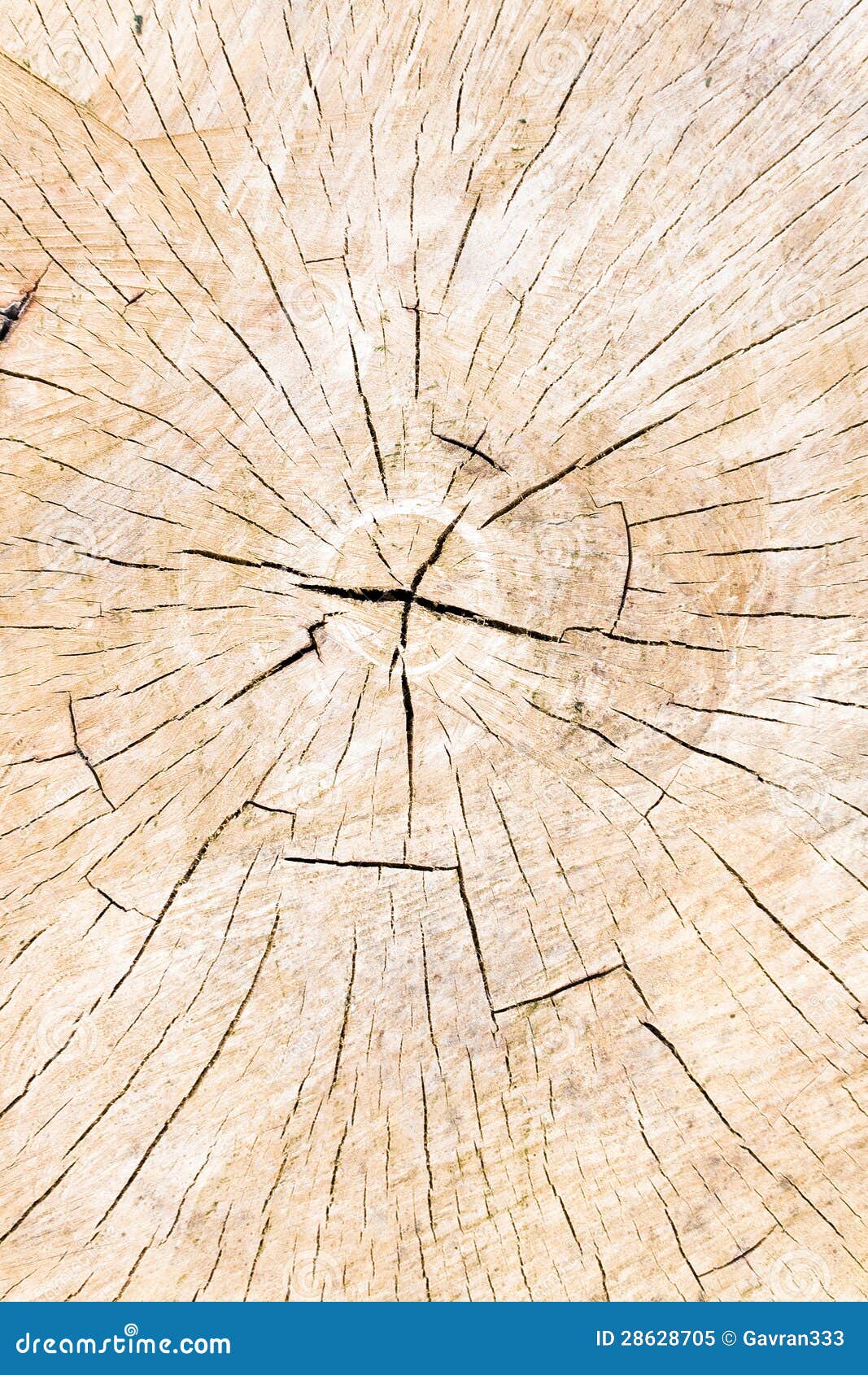 Texture of tree stump stock image. Image of abstract - 28628705