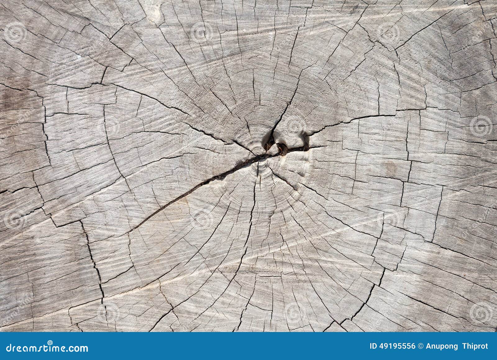 Texture of tree stump stock photo. Image of aging, abstract - 49195556