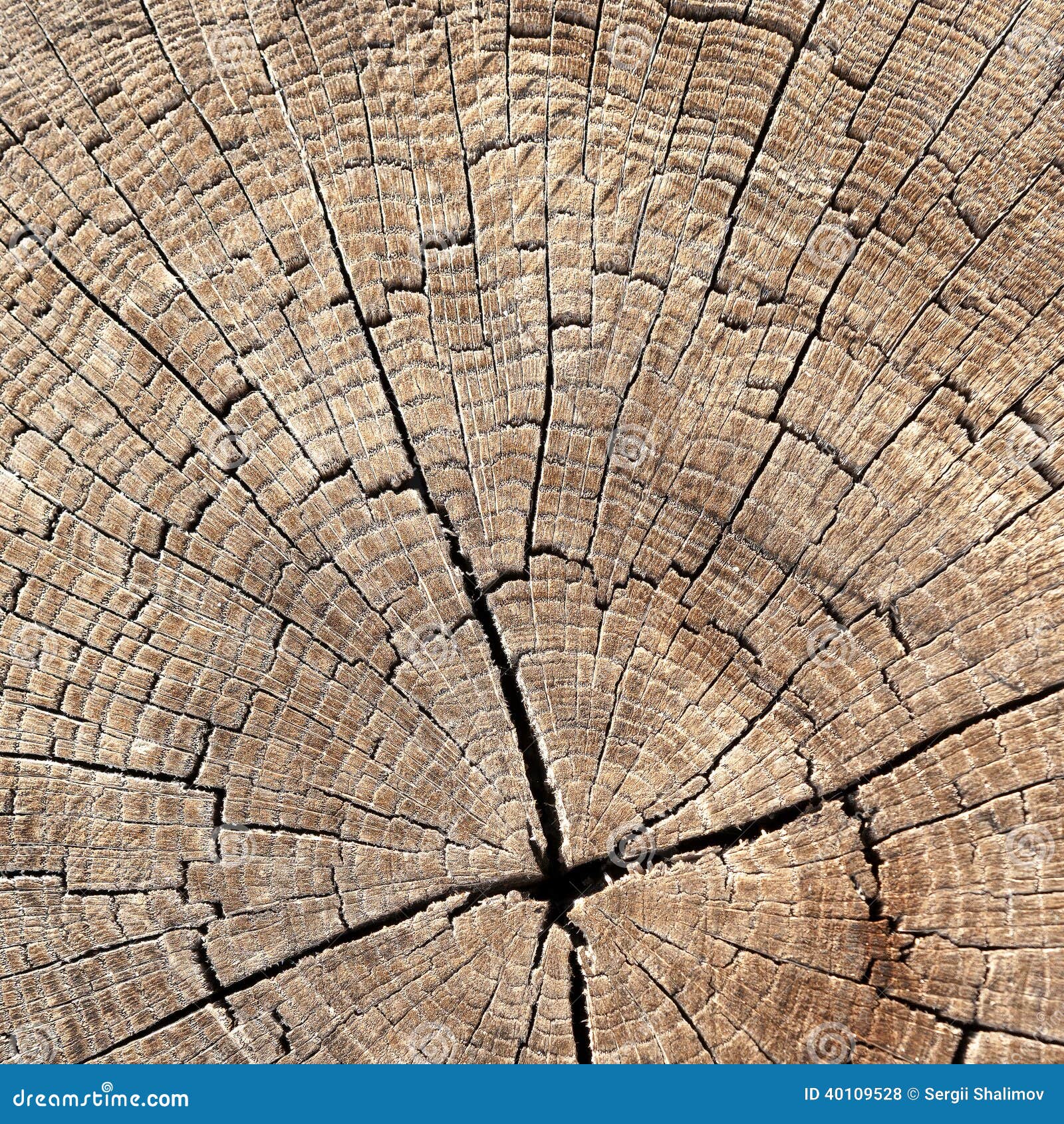 Texture of tree stump stock photo. Image of ring, organic - 40109528