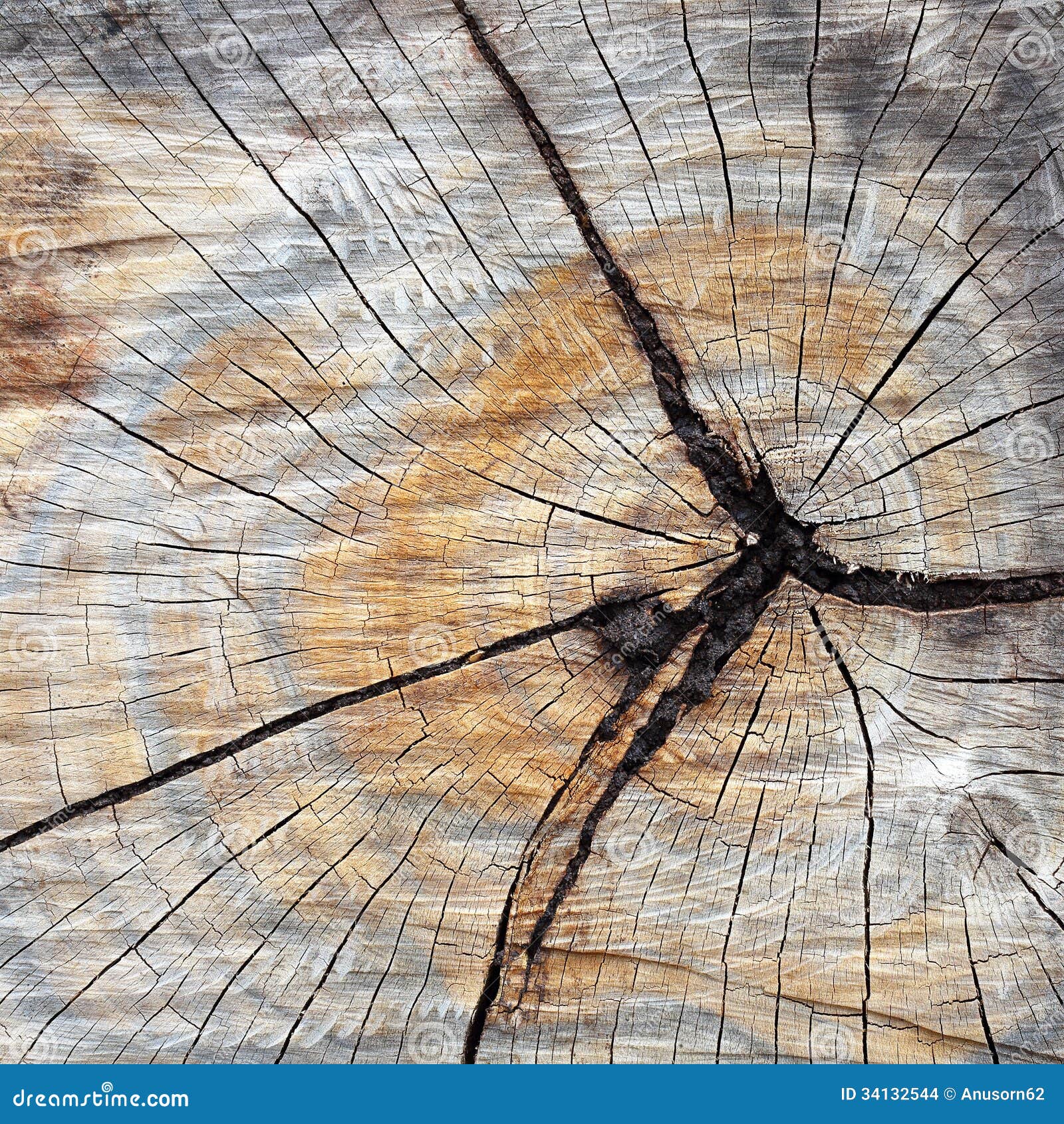 Texture of tree stump stock photo. Image of plank, forest - 34132544