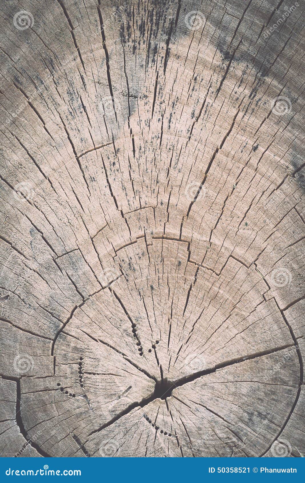 Texture of tree stump stock image. Image of abstract - 50358521