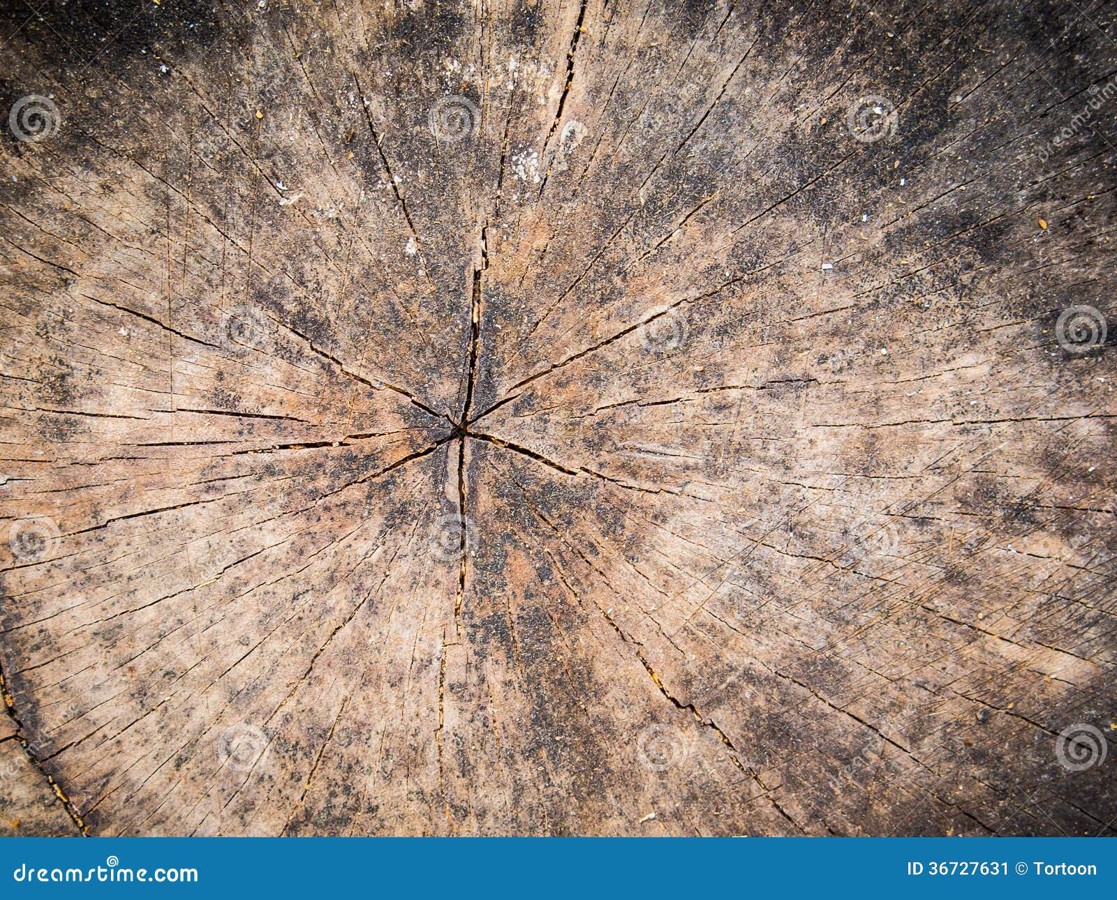 Texture of tree stump stock image. Image of felled, life - 36727631