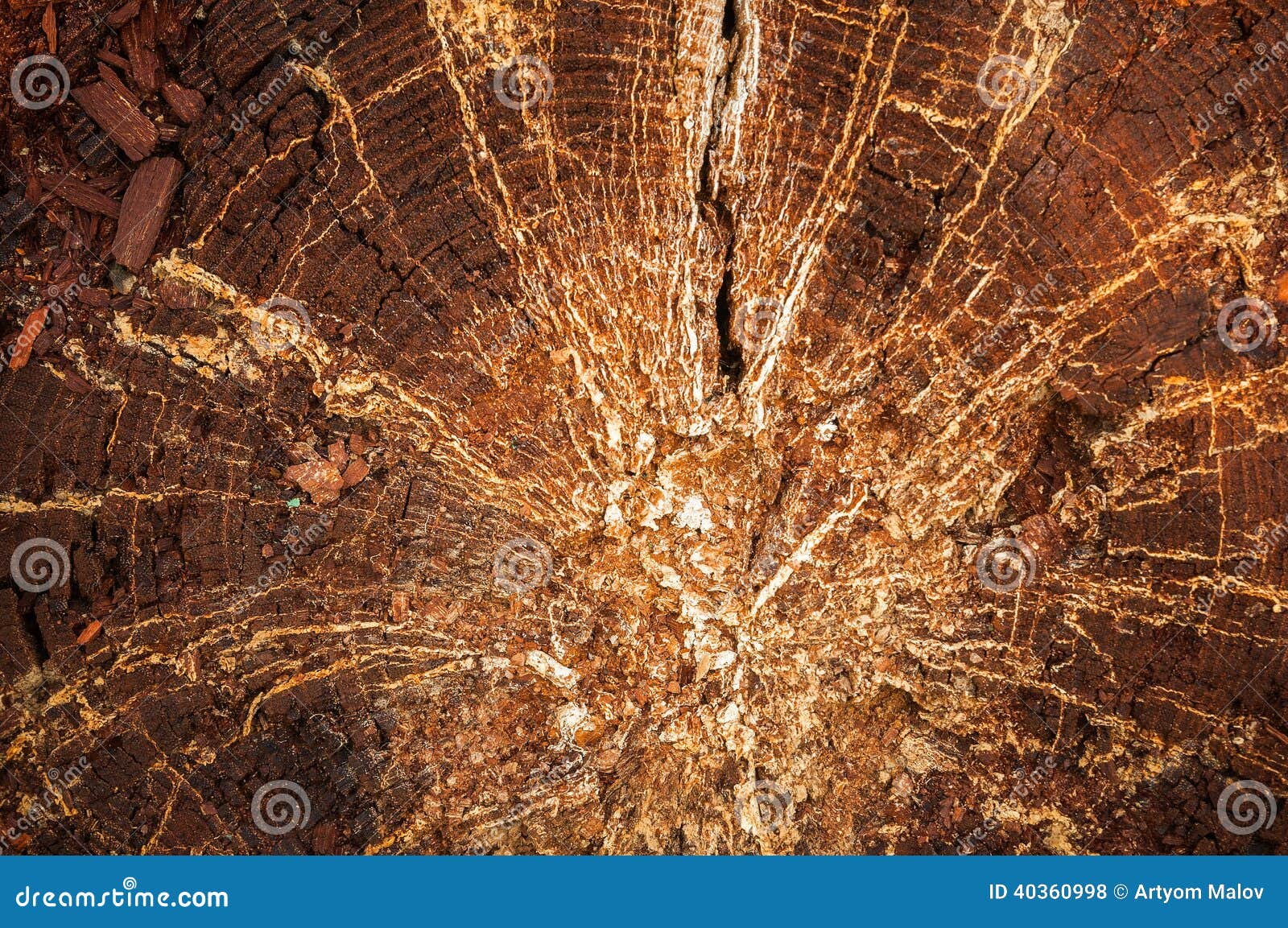 Texture of tree stump stock photo. Image of forest, aging - 40360998