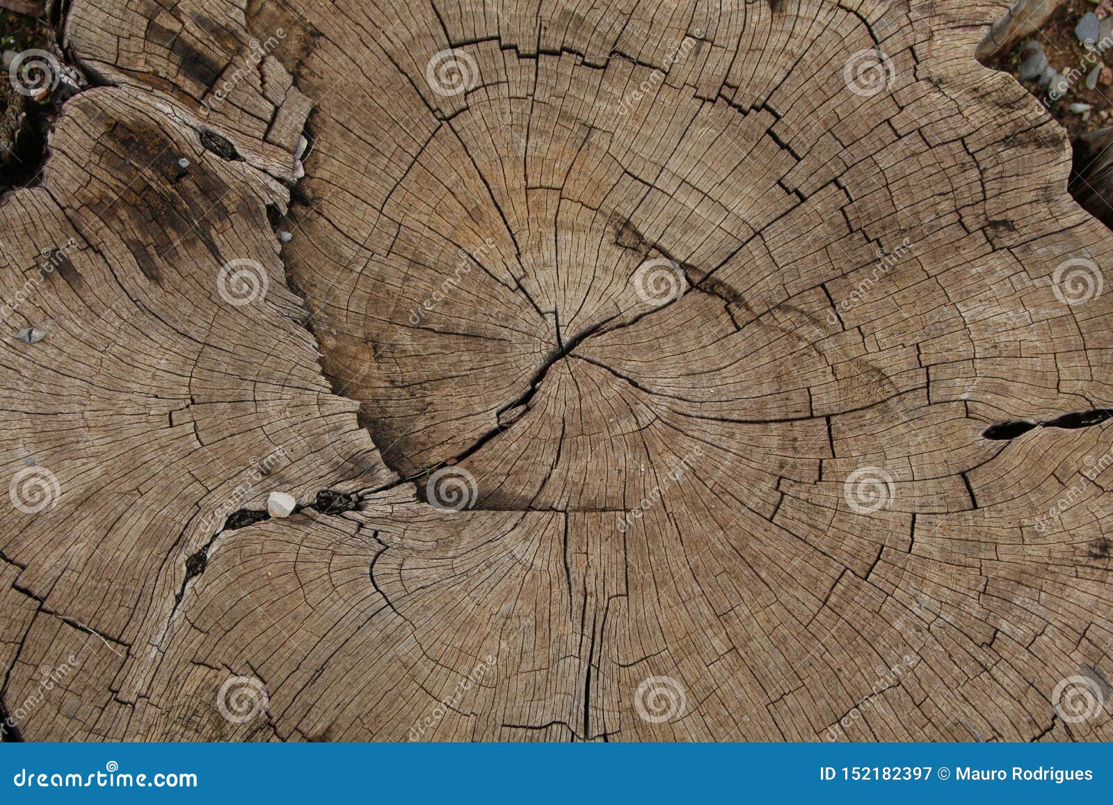 Texture of tree stump stock image. Image of wooden, plank - 152182397