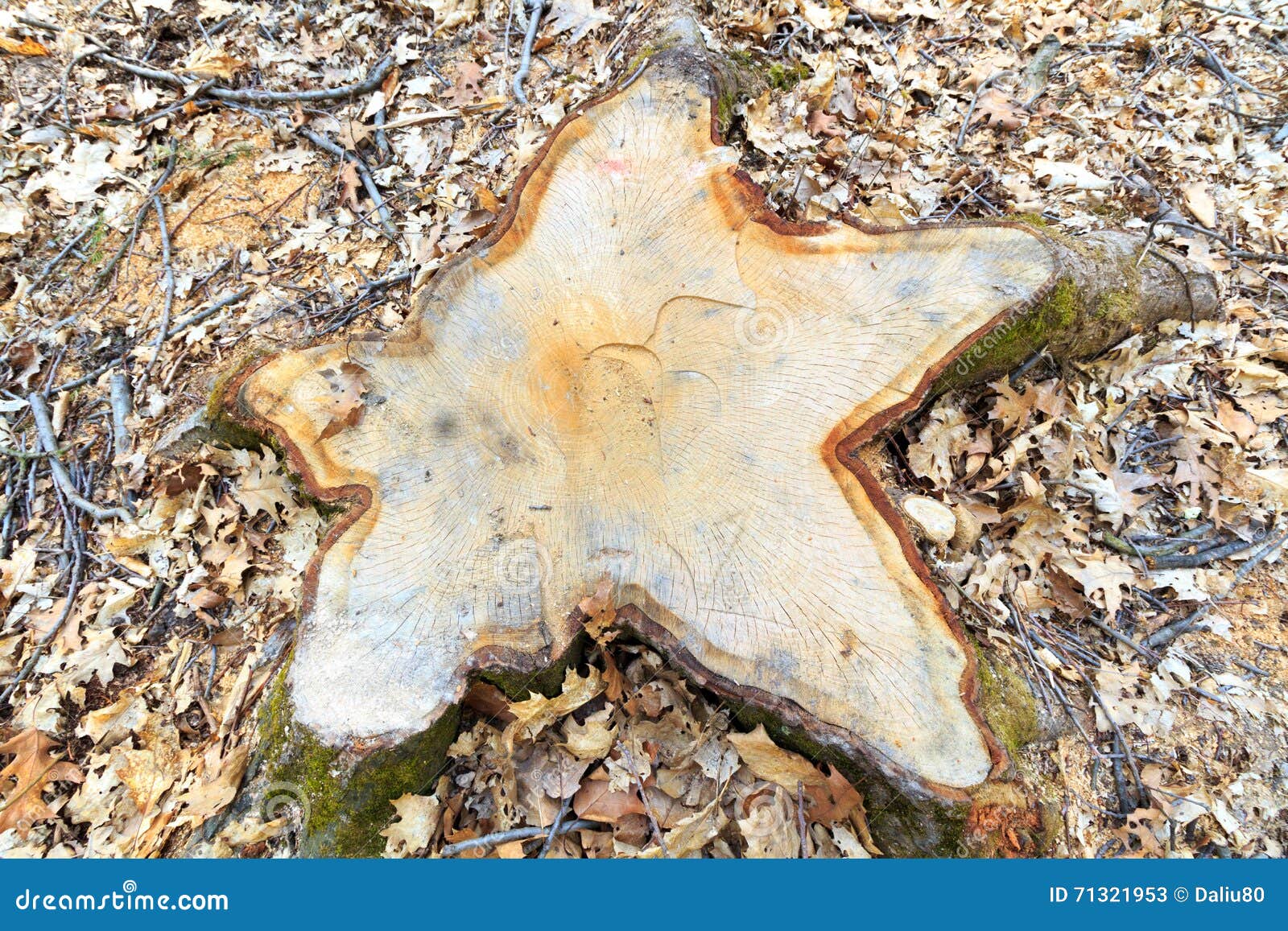 Texture of Tree Stump Detail Stock Image - Image of dead, history: 71321953