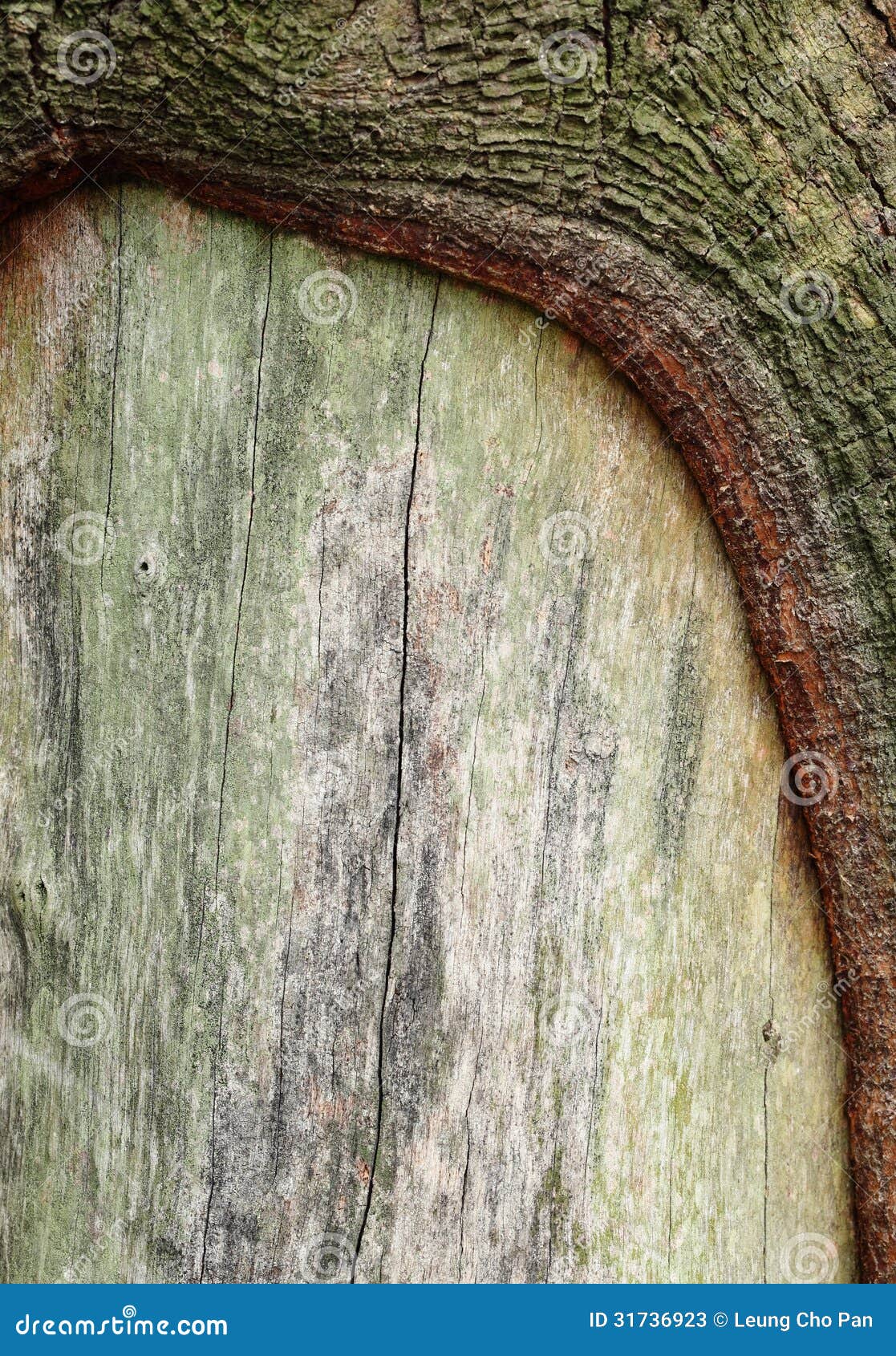 Texture of tree stump stock image. Image of striped, natural - 31736923