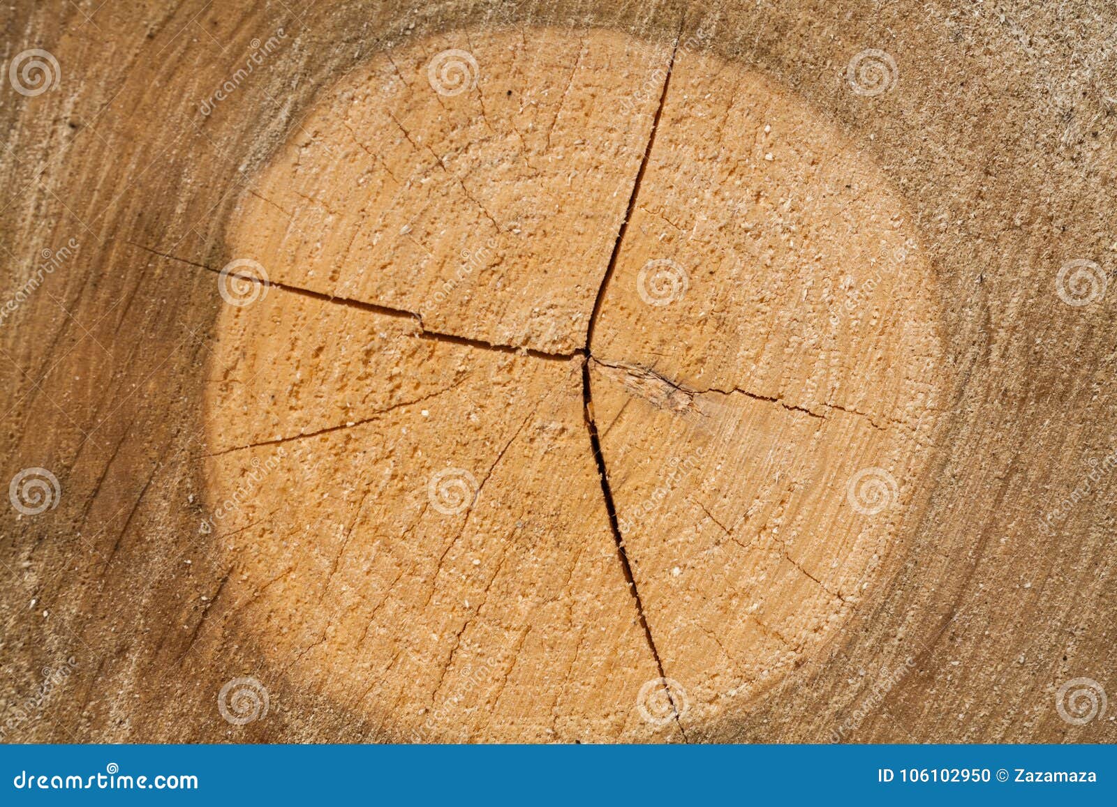 Texture of Tree Stump with Tree Rings. Stock Photo - Image of macro ...