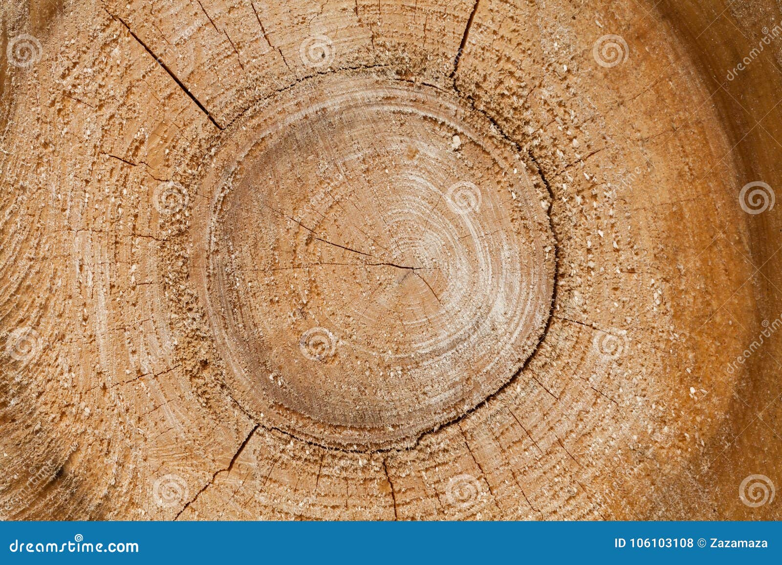 Texture of Tree Stump with Tree Rings. Stock Photo - Image of pattern ...