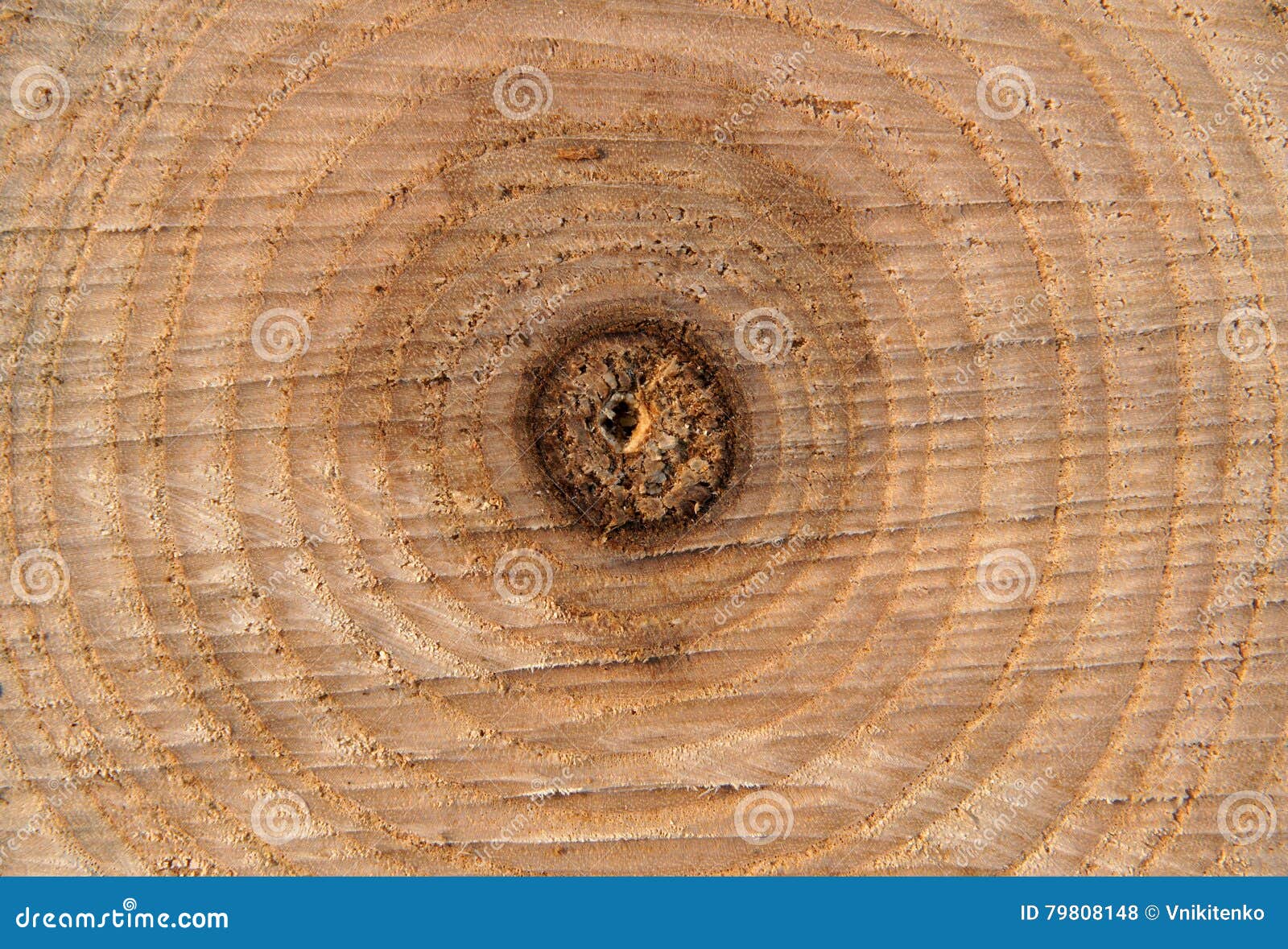 Texture of tree stump stock photo. Image of close, path - 79808148