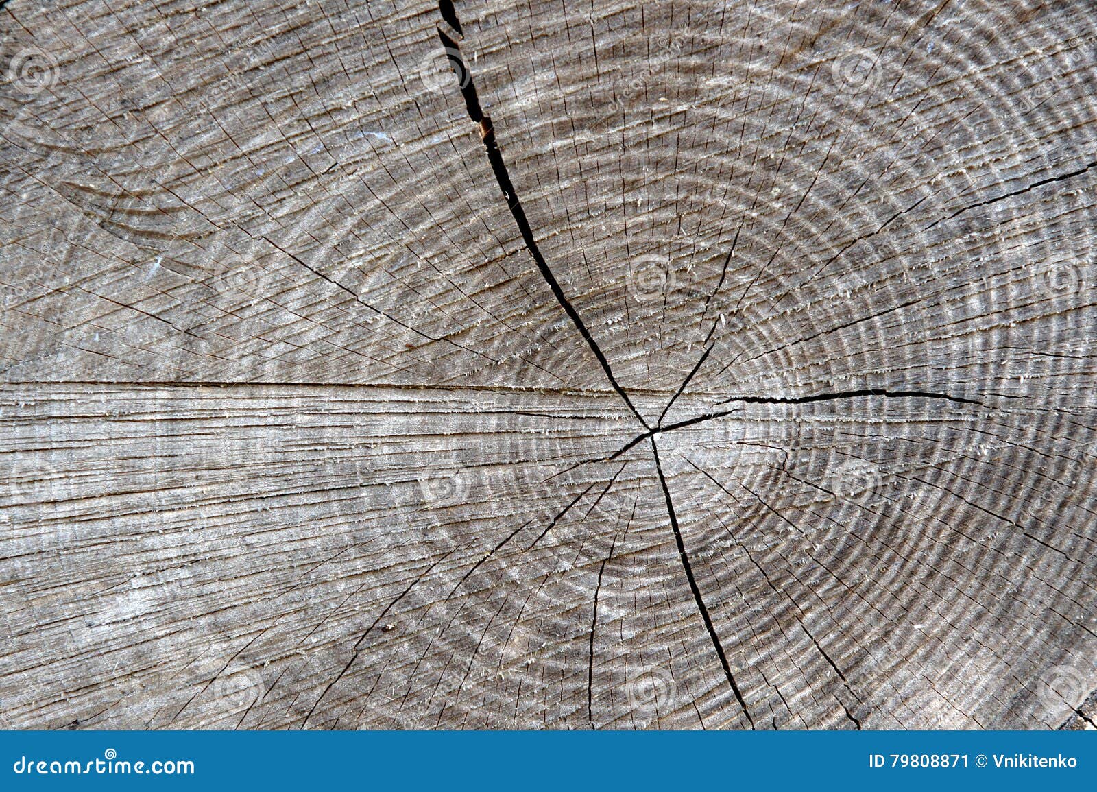 Texture of tree stump stock image. Image of ring, strong - 79808871