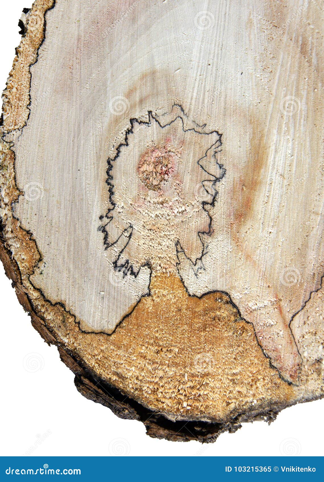 Texture of tree stump stock image. Image of slice, structure - 103215365