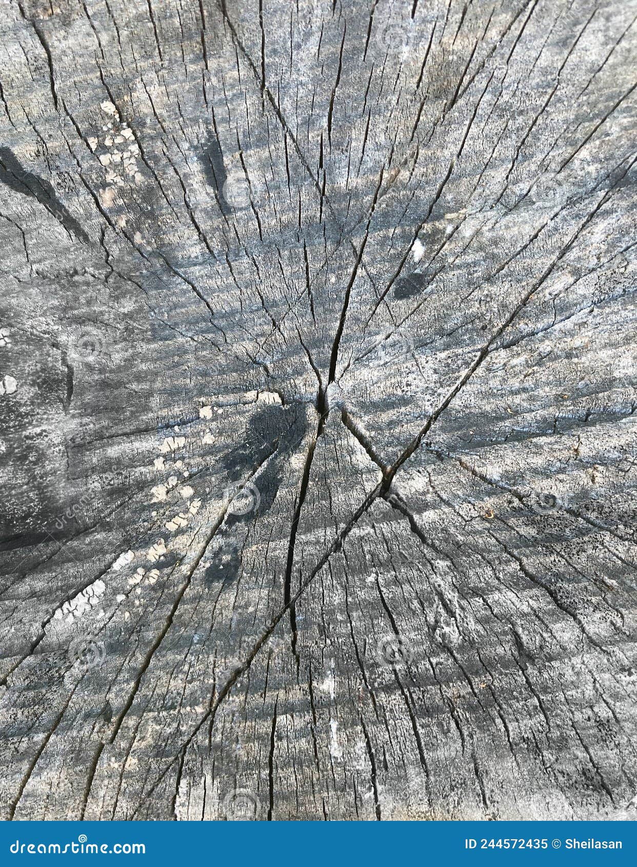 Texture Tree Stump Trunk, Stems Stock Image - Image of florest, edge ...