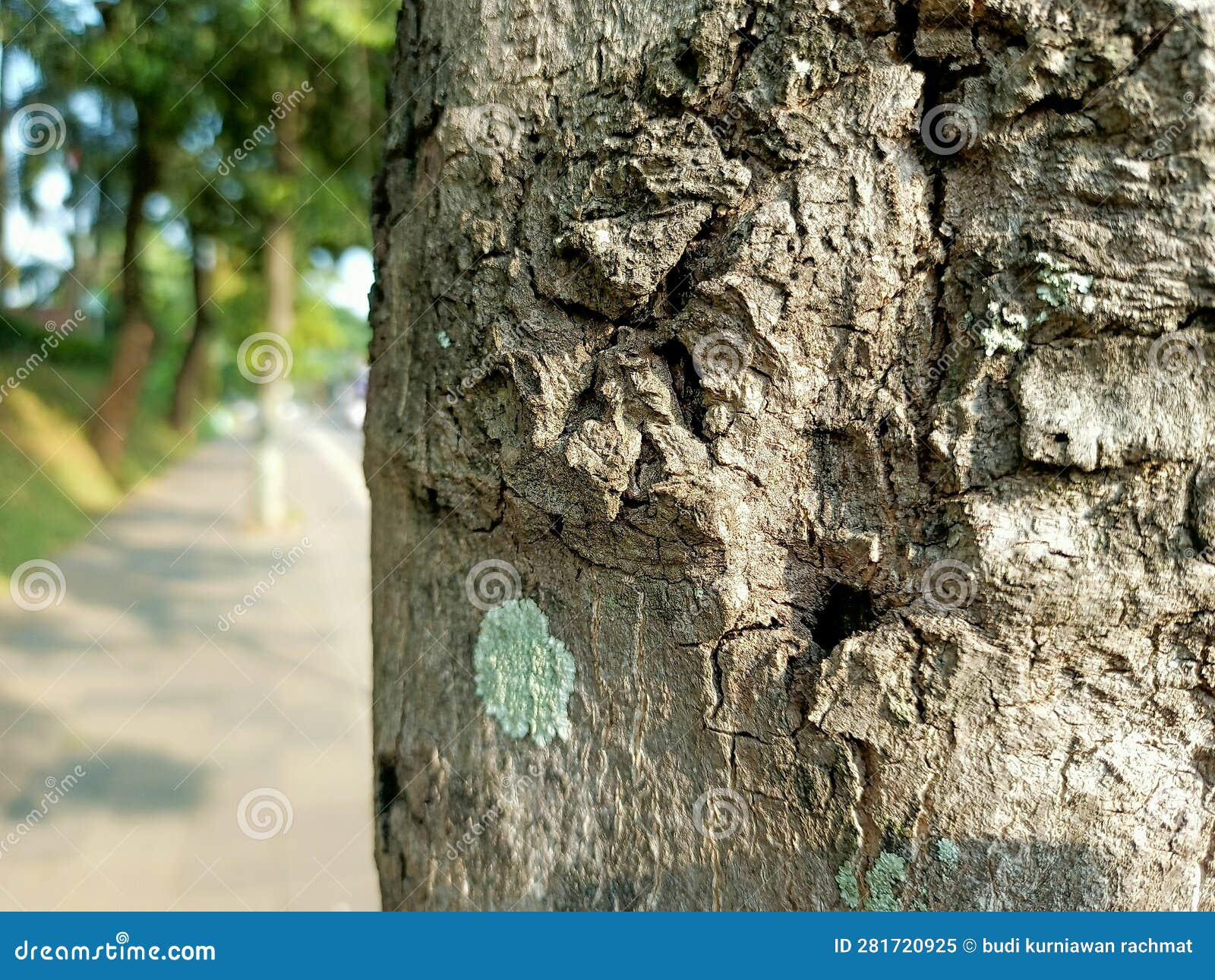 Texture of a Tree at Taman Mini Indonesia Stock Image - Image of ...