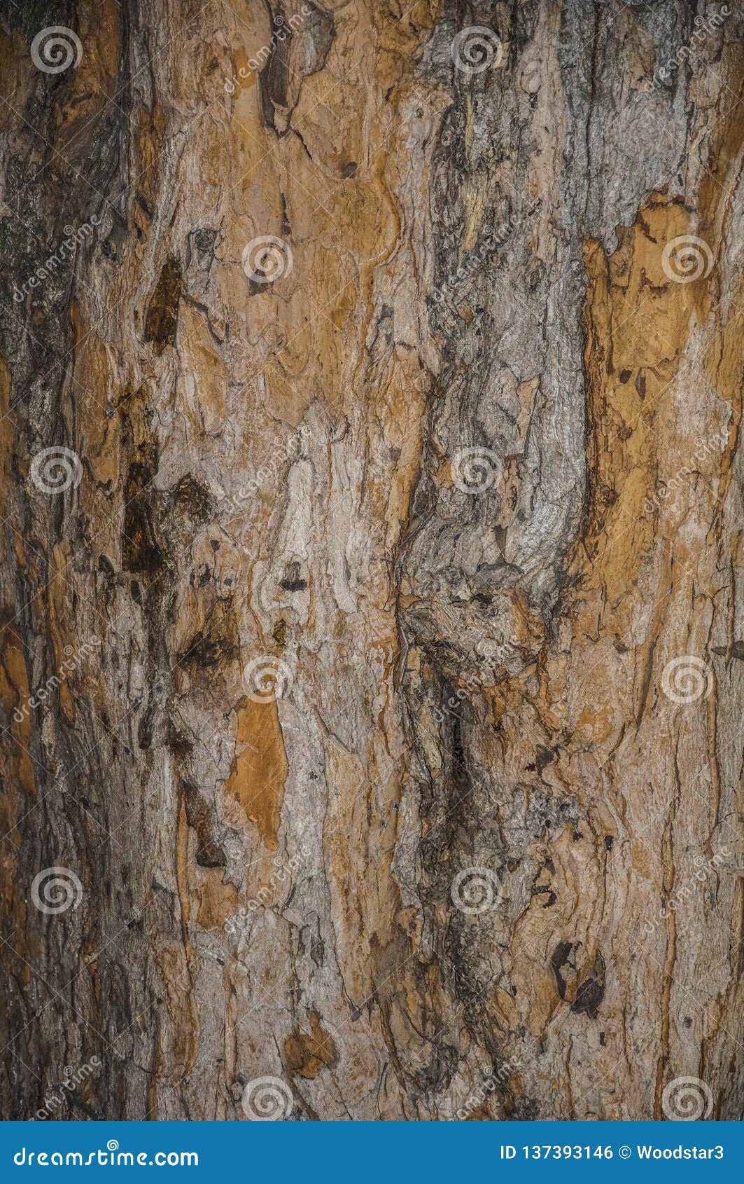 The Texture of the Tree Trunk. Background is Yellow and Gray Stock ...