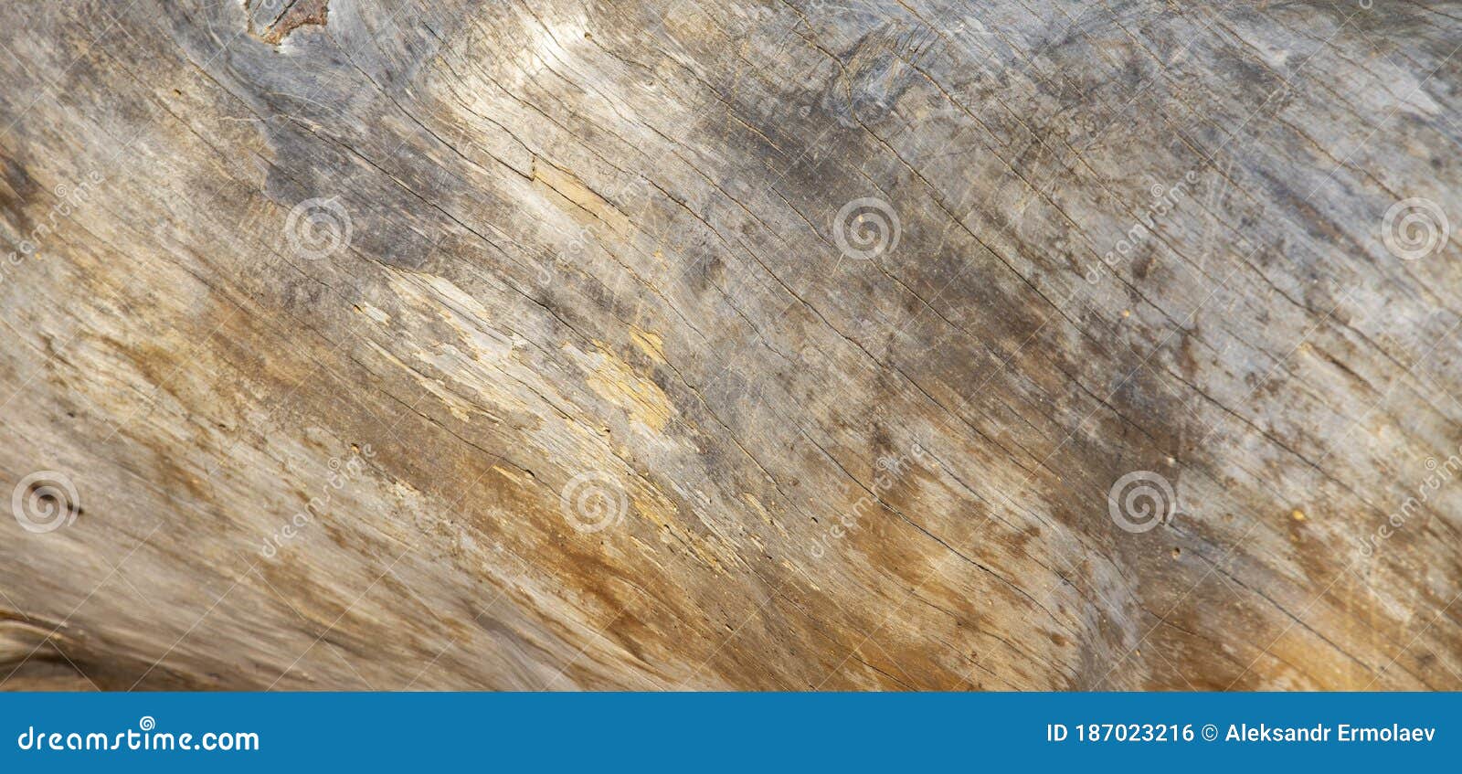 The Texture of a Tree Trunk without Bark. the Background Stock Photo ...