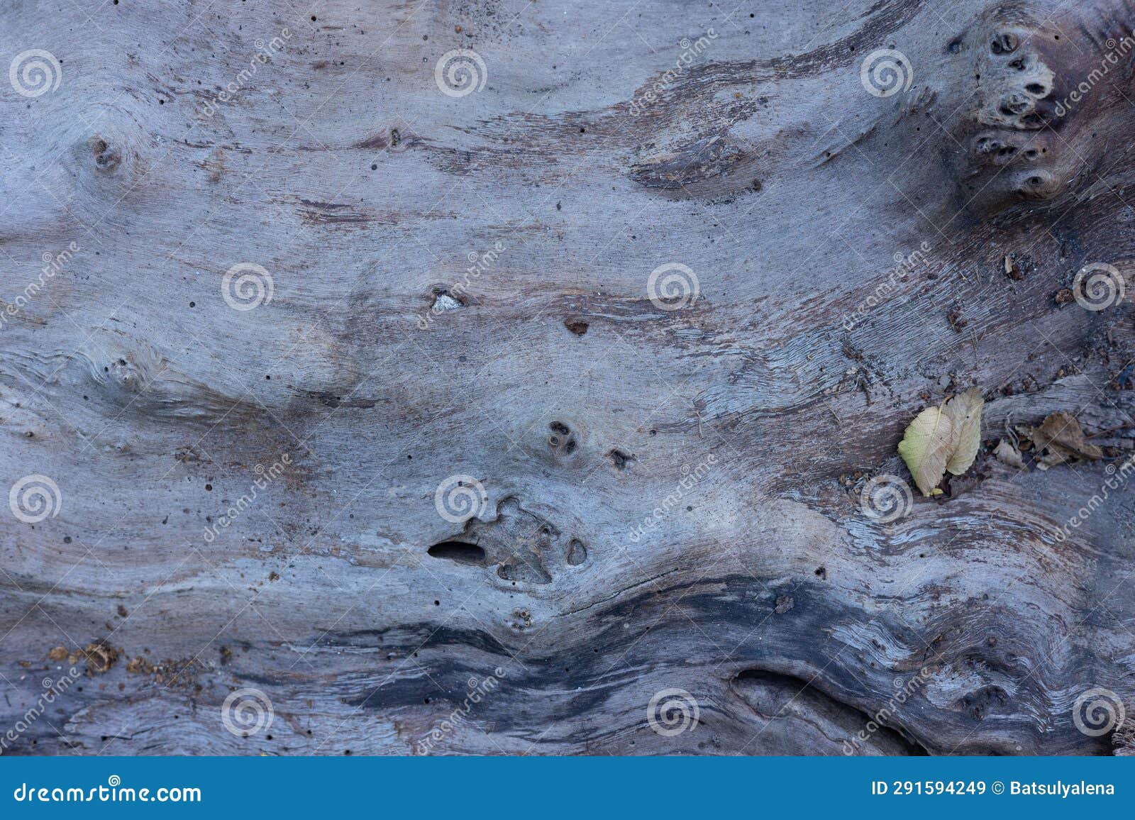 Texture of a Tree Trunk without Bark Stock Image - Image of brown ...