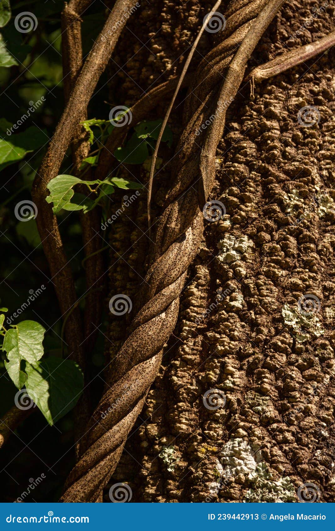 Vine Wrapped Around a Tree Trunk. Stock Image - Image of ecology ...