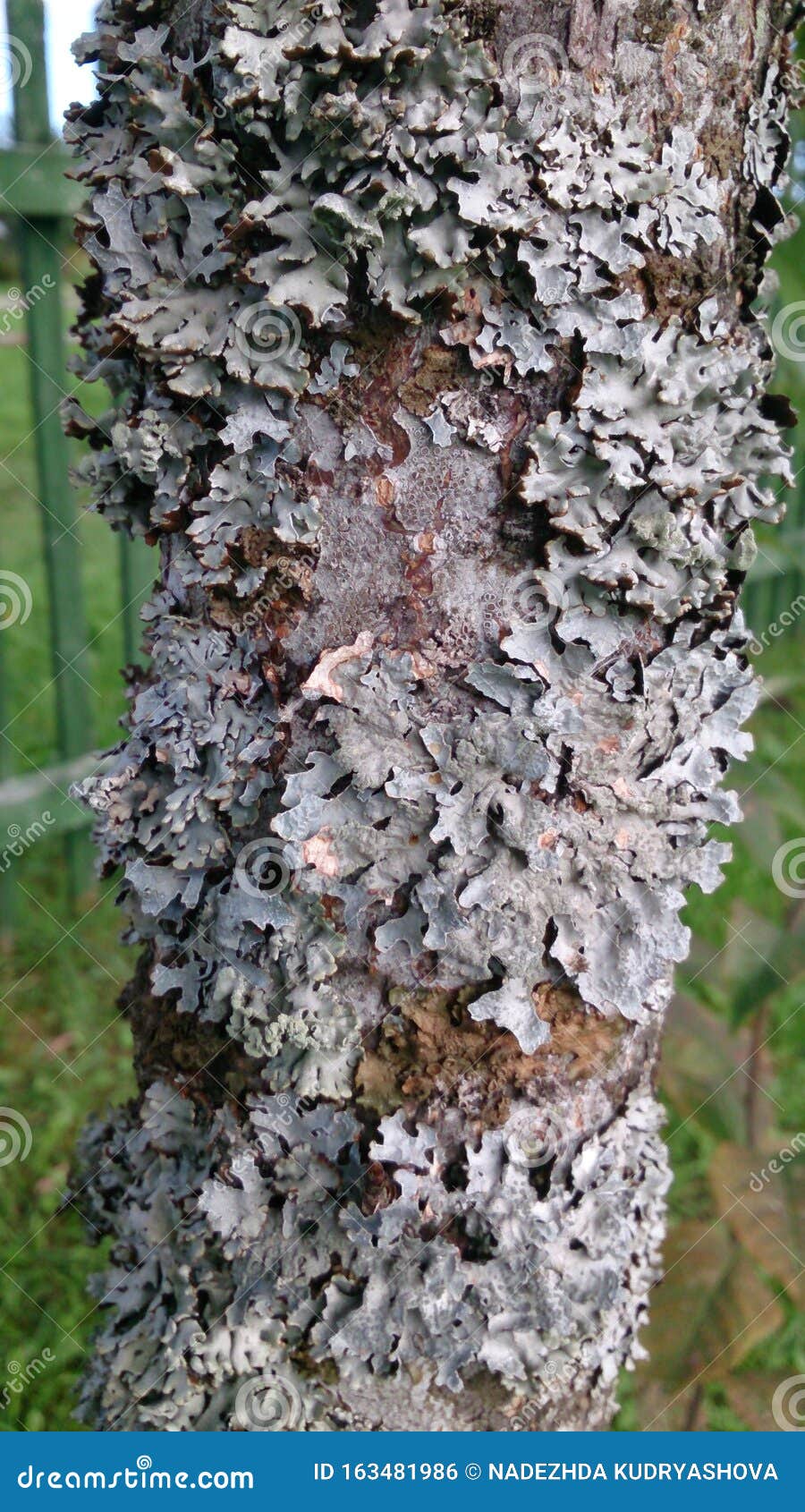 Texture of a Tree Trunk Covered with White Lichen Stock Photo - Image ...
