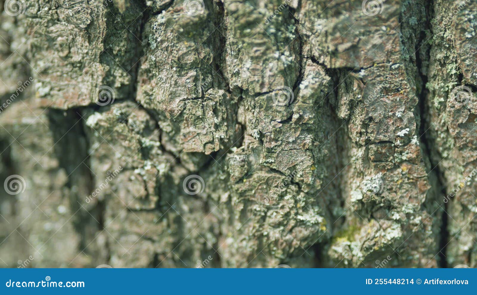 Texture of Tree Trunk in the Forest. Rough Bark Texture of the Old ...