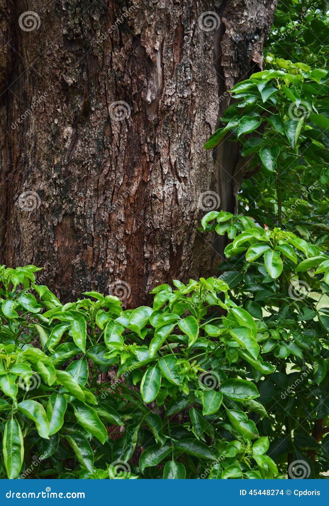 Texture of Tree Trunk and Leaf Stock Photo - Image of fresh, outdoor ...