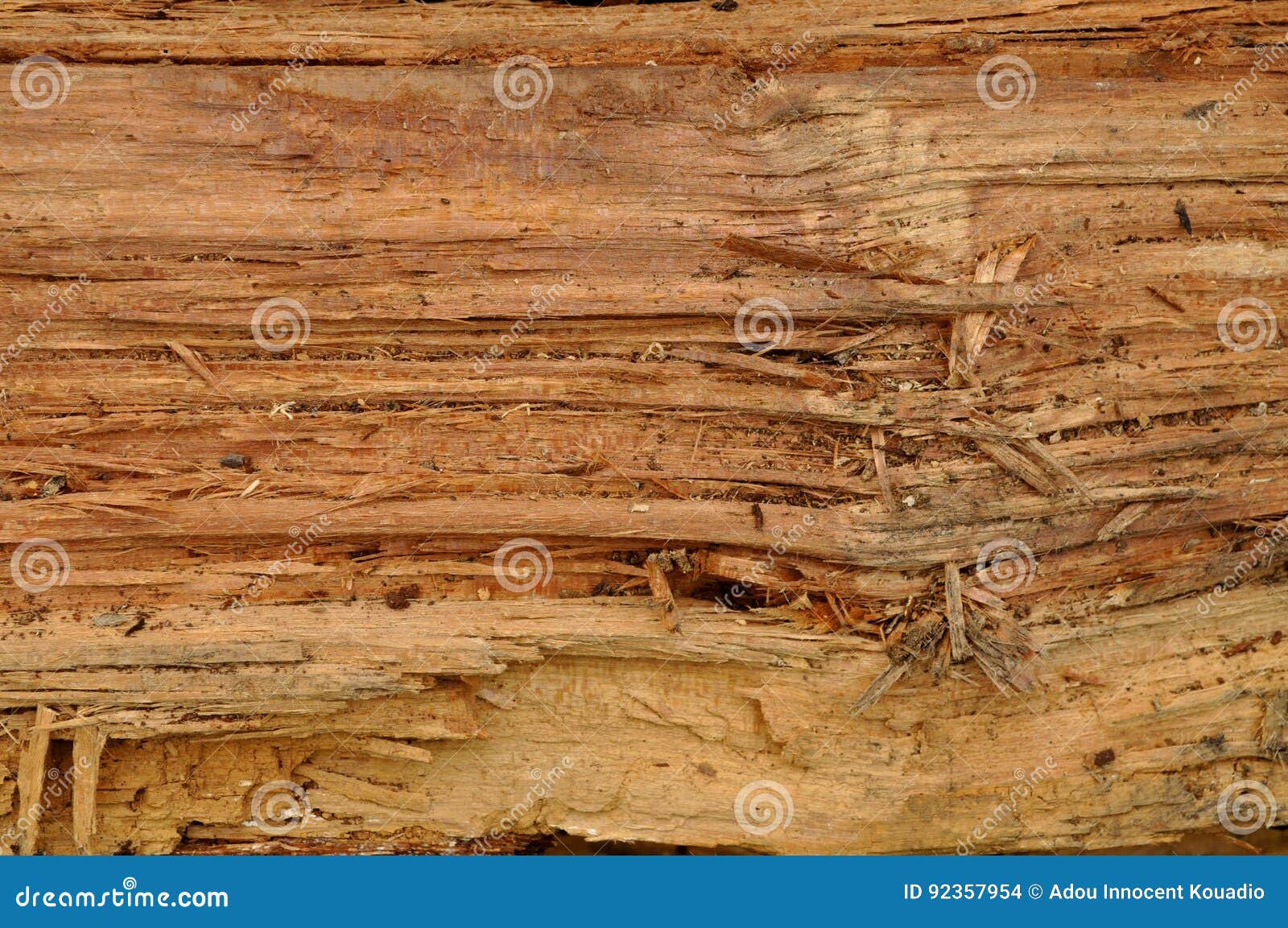 Texture tree trunk stock photo. Image of periphery, supported - 92357954