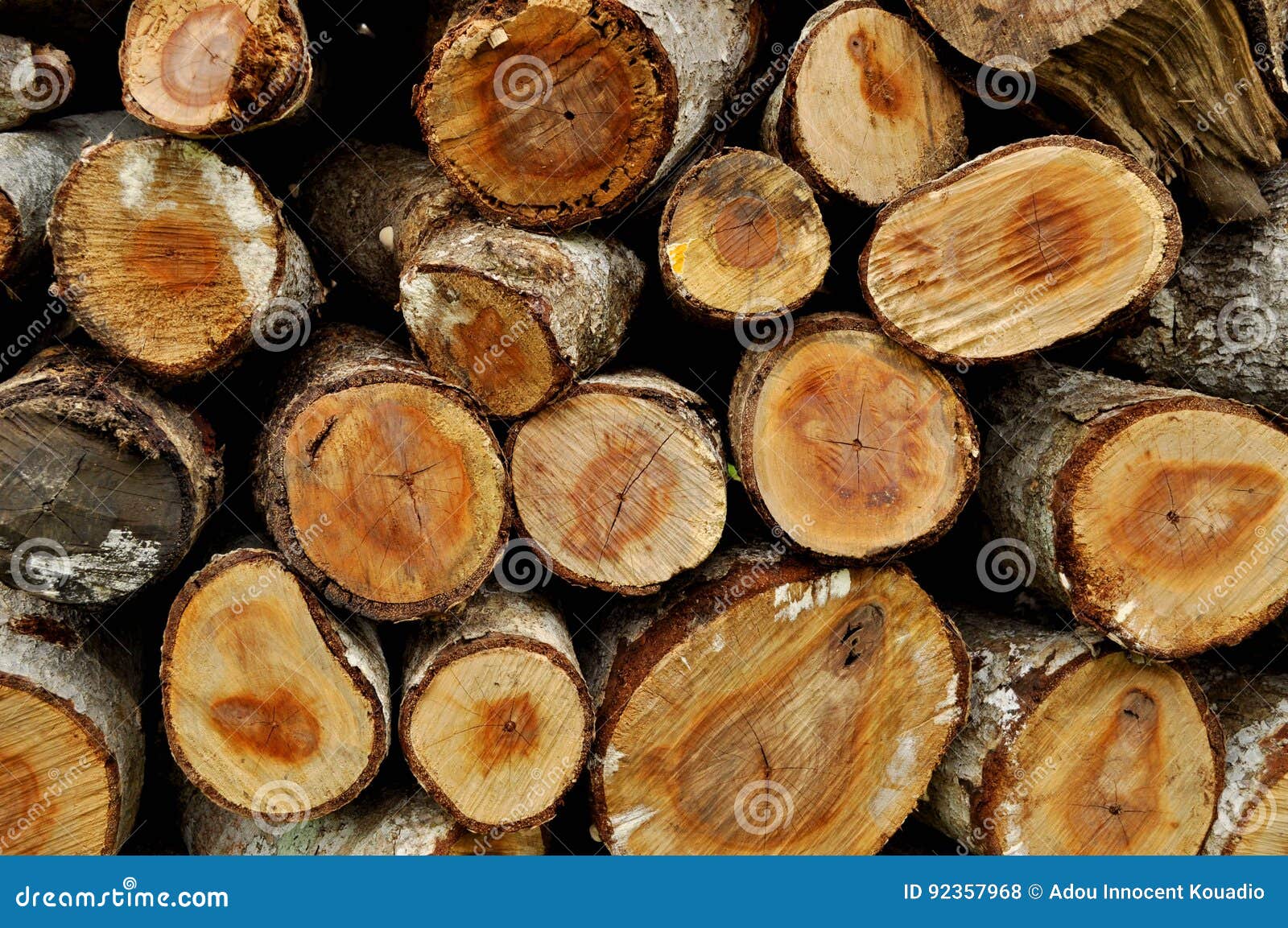 Texture tree trunk stock photo. Image of occupies, main - 92357968