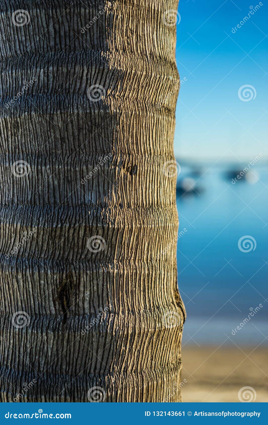 Texture of Tree Trunk Next To the Ocean Stock Image - Image of board ...