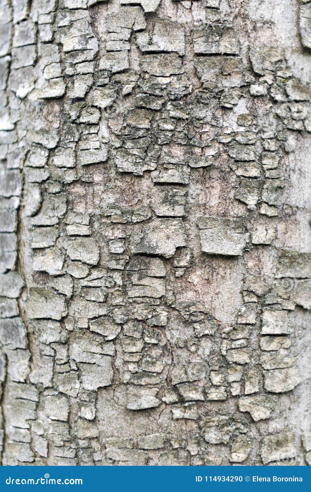 Texture of the Tree Trunk, Rough Structure Stock Photo - Image of ...