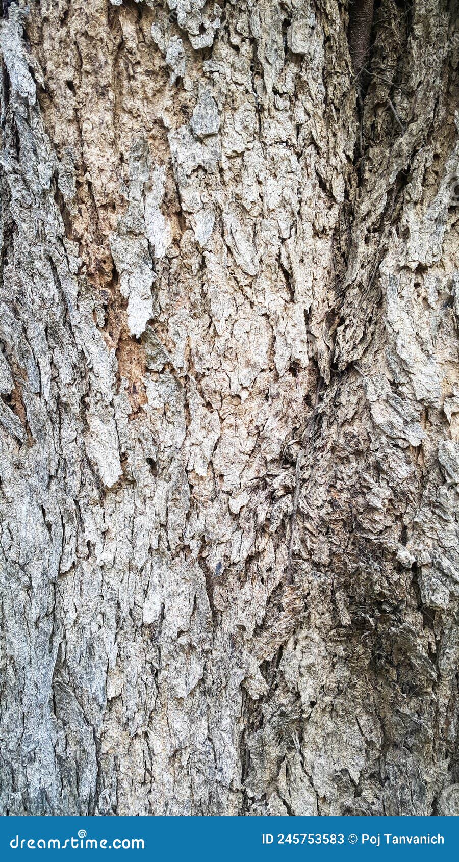 Texture of Tree Trunk Surface. Background of Natural Pattern on Tree ...