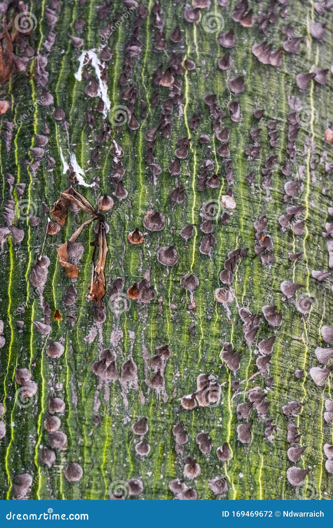 Texture of the tree trunk stock photo. Image of detail - 169469672