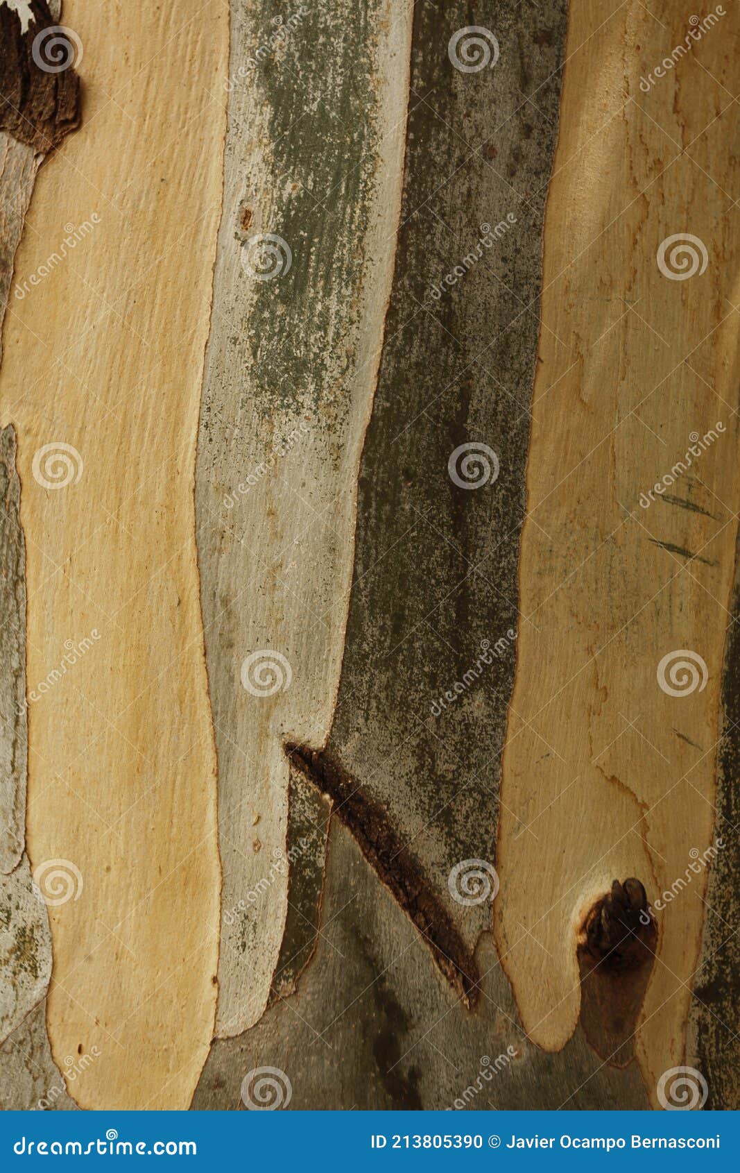Texture of an Tree Trunk with Vertical Bark Patterns Stock Photo ...