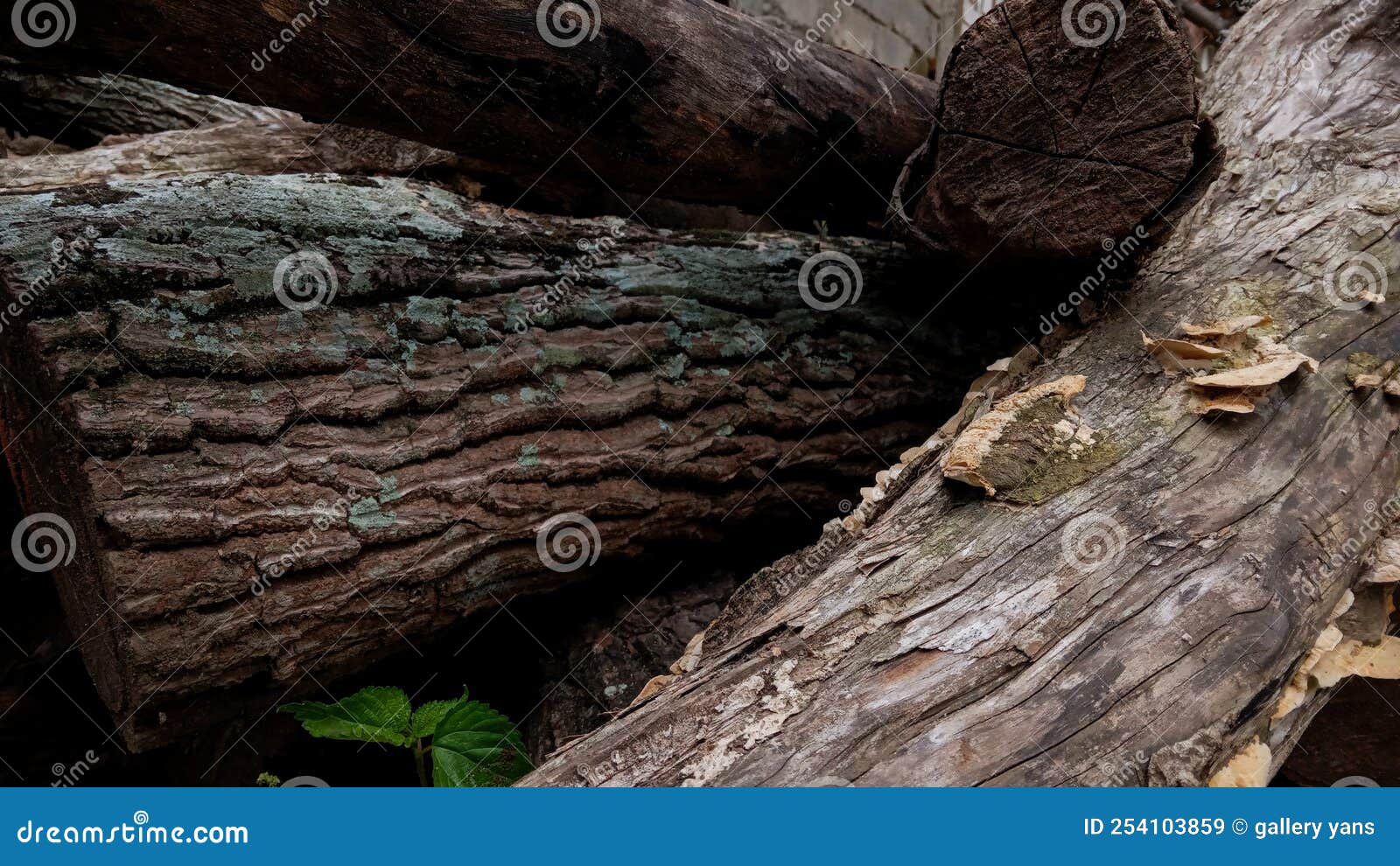 Texture of Tree Trunks that Live and Grow in the Forest Stock Image ...