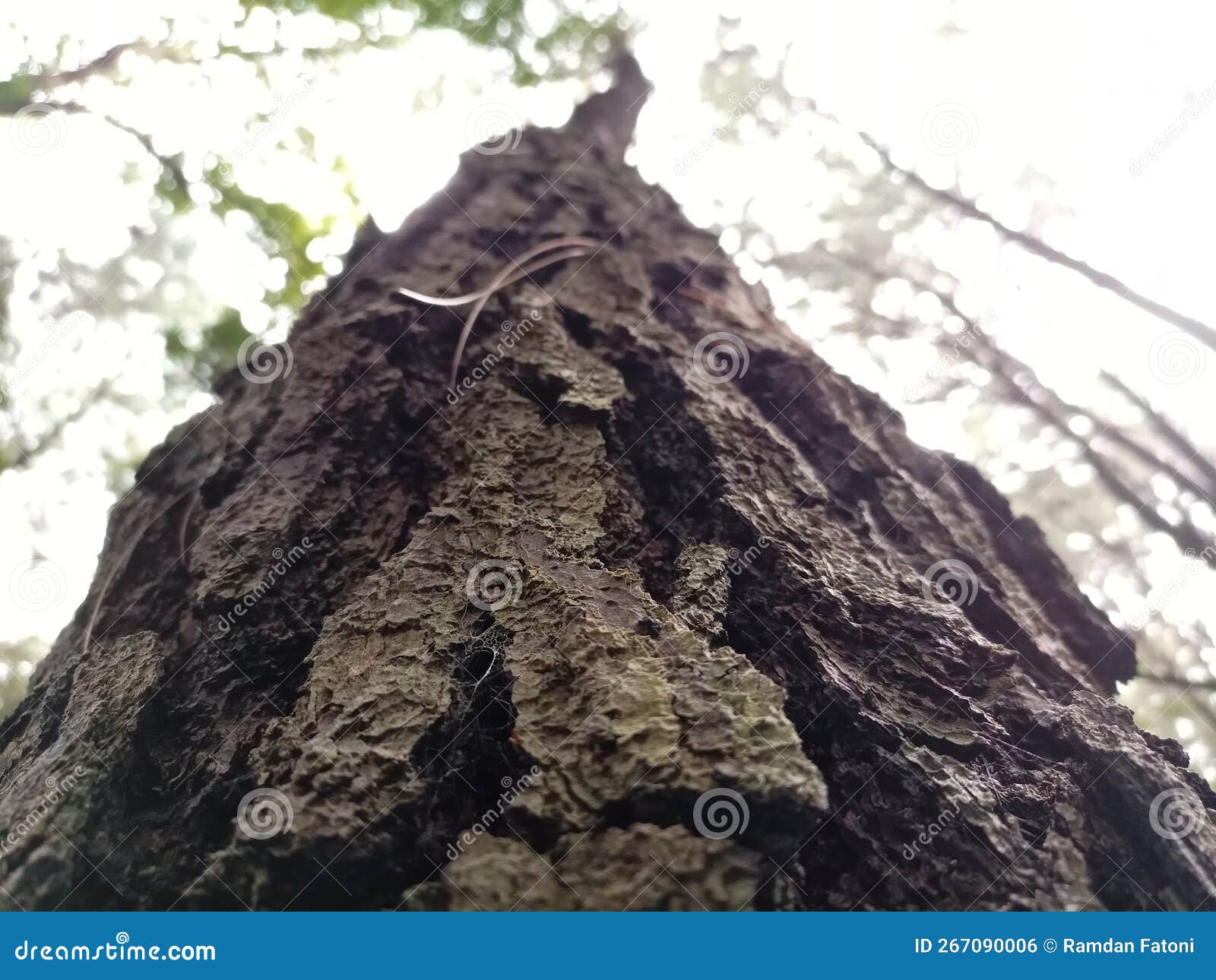 Texture of Tree Trunks Soaring High Up, Abstract Background Stock Photo ...